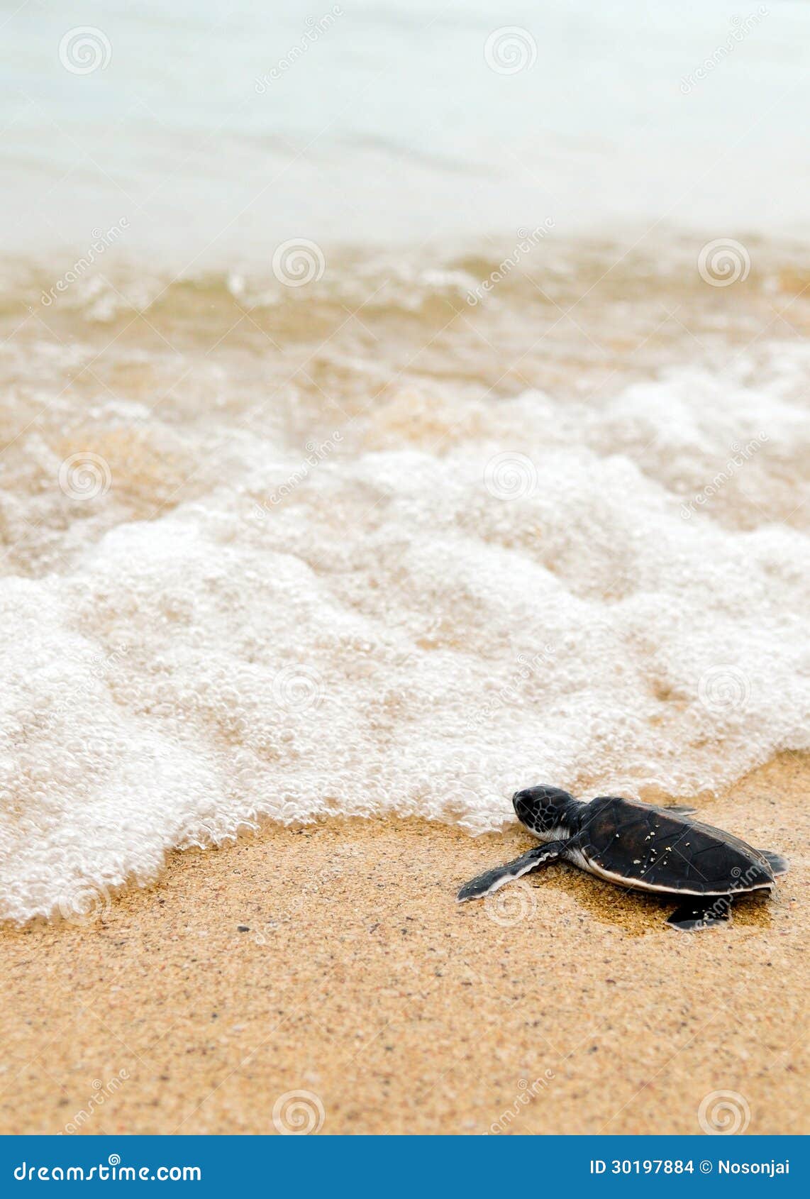 The Little Turtle Is Staring At The Camera, Thai Turtle Royalty-Free ...