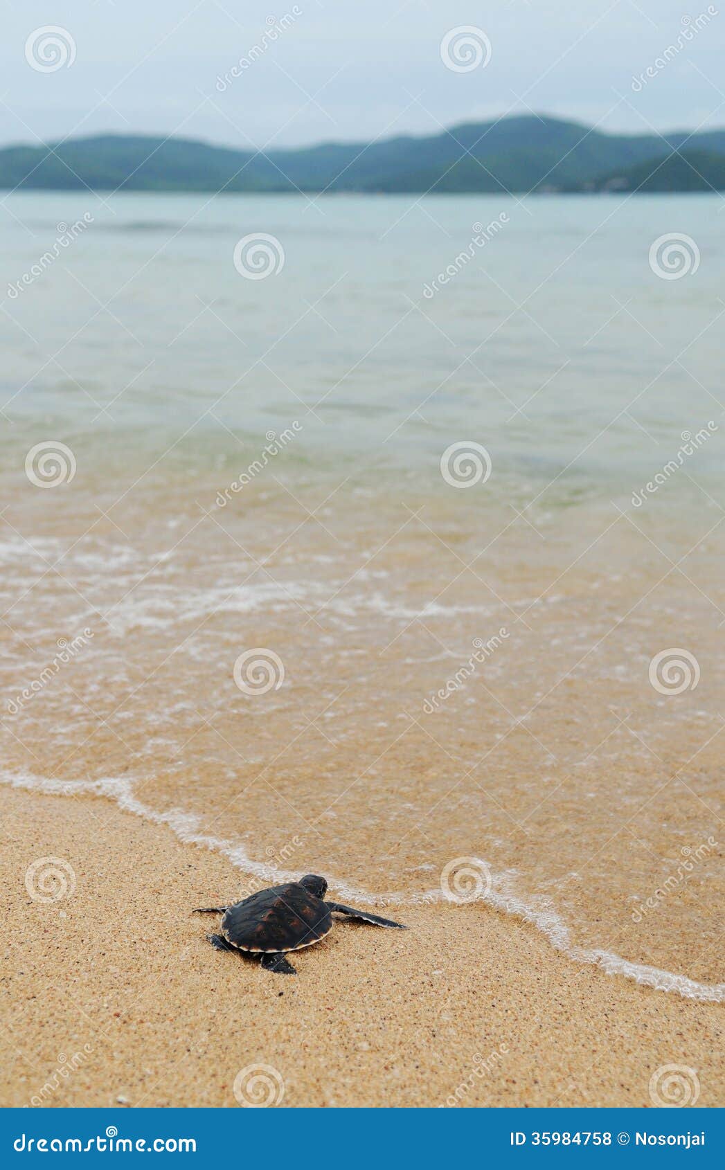 Little turtle go oceans stock photo. Image of perseverance - 35984758