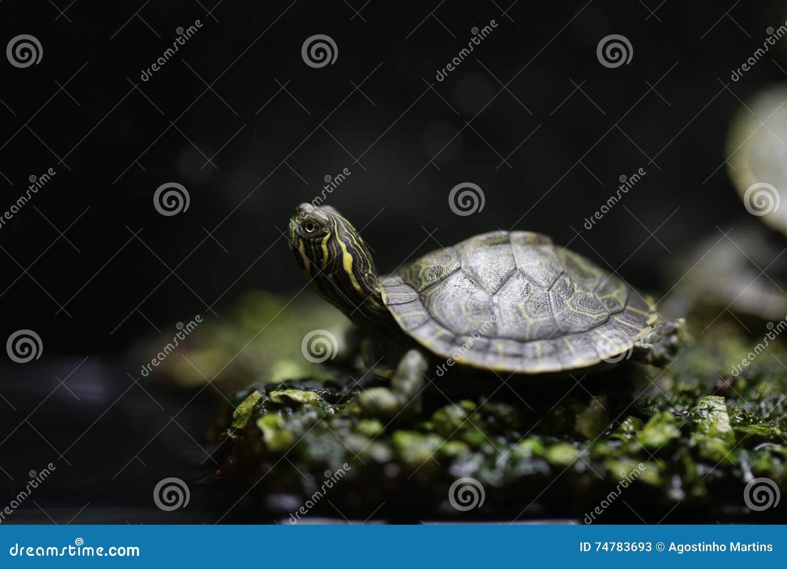 The Little Turtle Is Staring At The Camera, Thai Turtle Royalty-Free ...