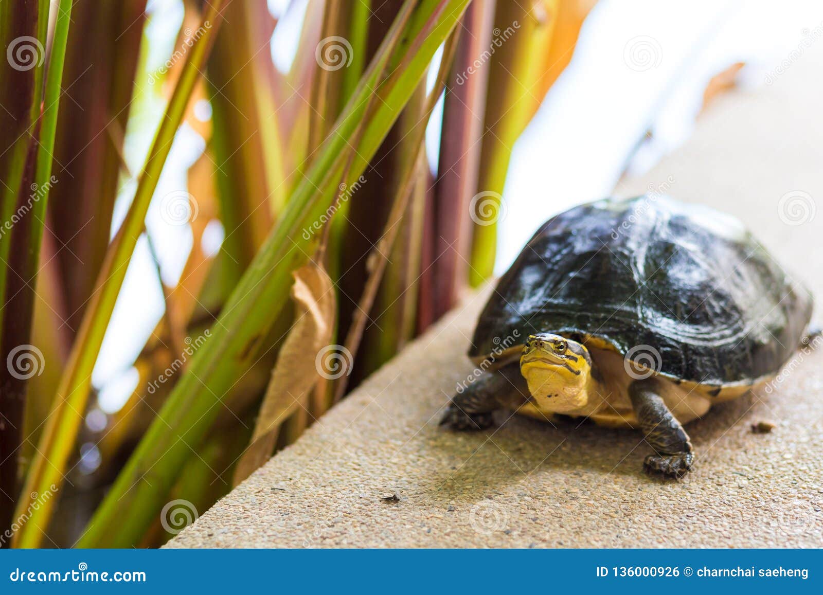 The Little Turtle on the Ground Stock Photo - Image of reptile, park ...