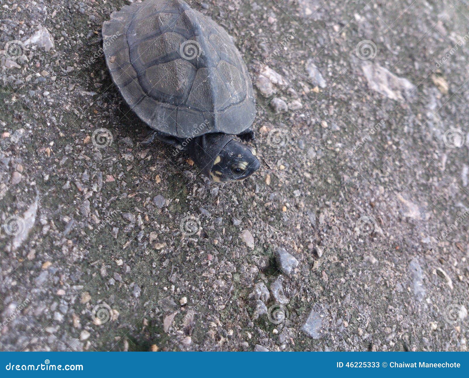 The little turtle stock image. Image of travel, little - 46225333