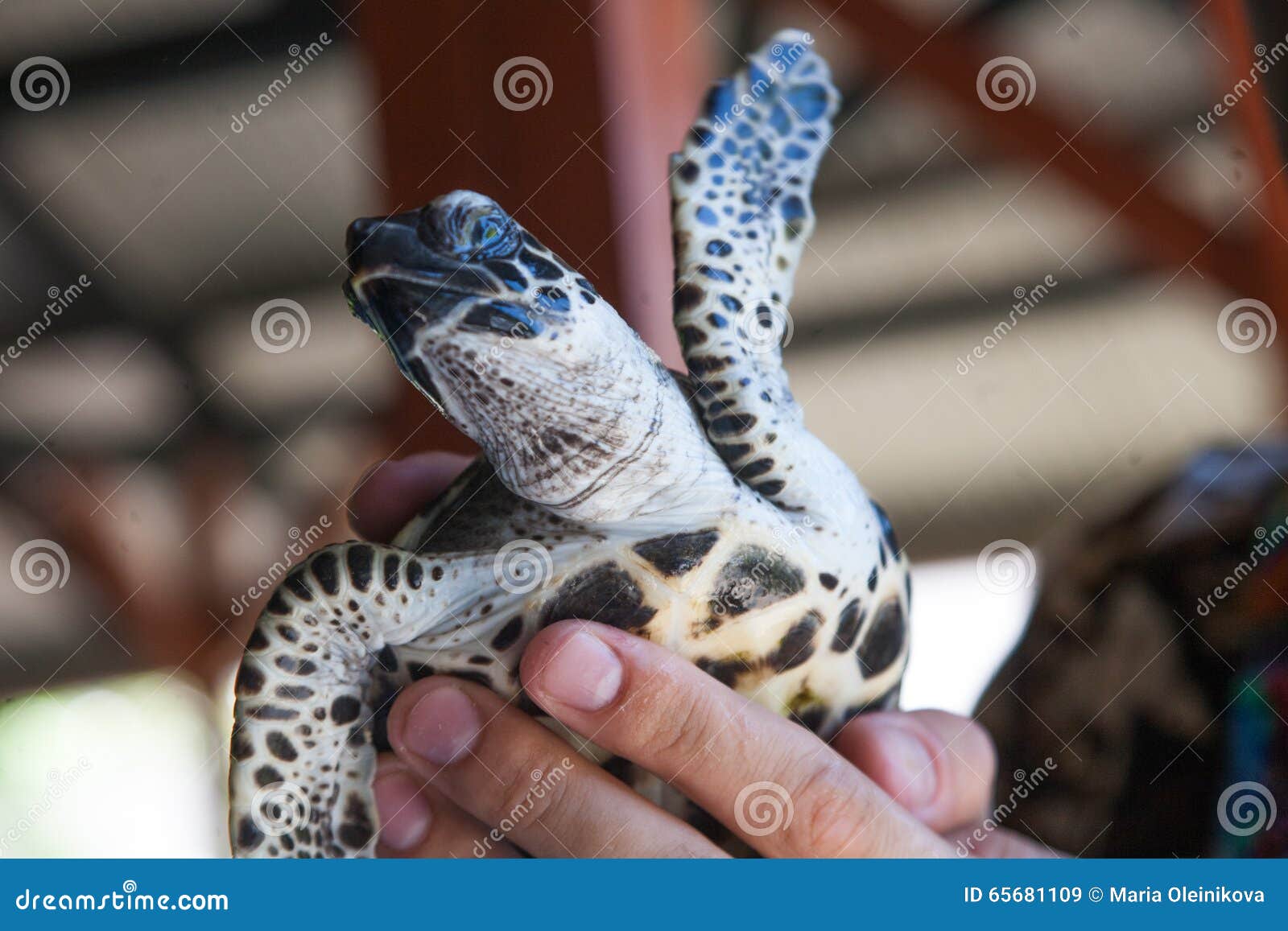 Little turtle in hands stock image. Image of bali, praying - 65681109