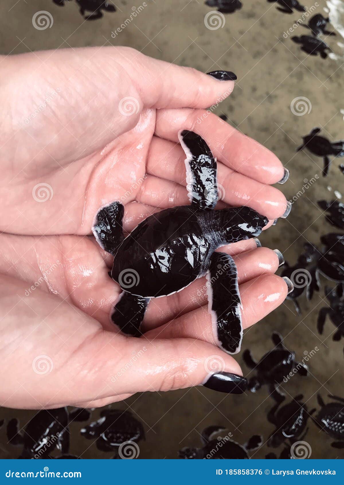 Little turtle in the hands stock photo. Image of beautiful - 185858376