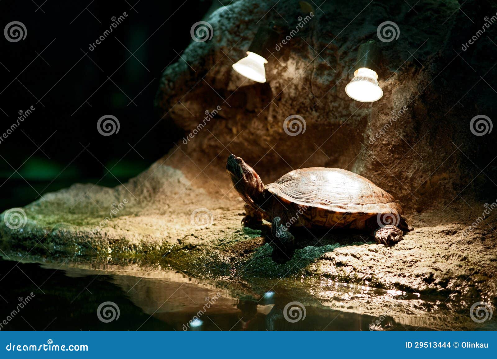 The Little Turtle Is Staring At The Camera, Thai Turtle Royalty-Free ...
