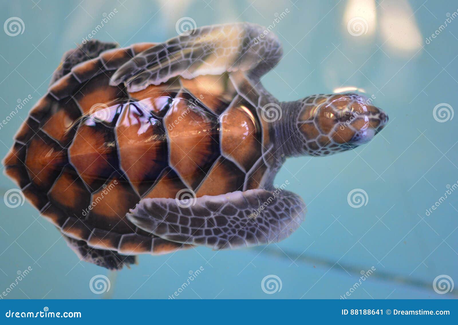 Little turtle stock image. Image of little, water, cute - 88188641