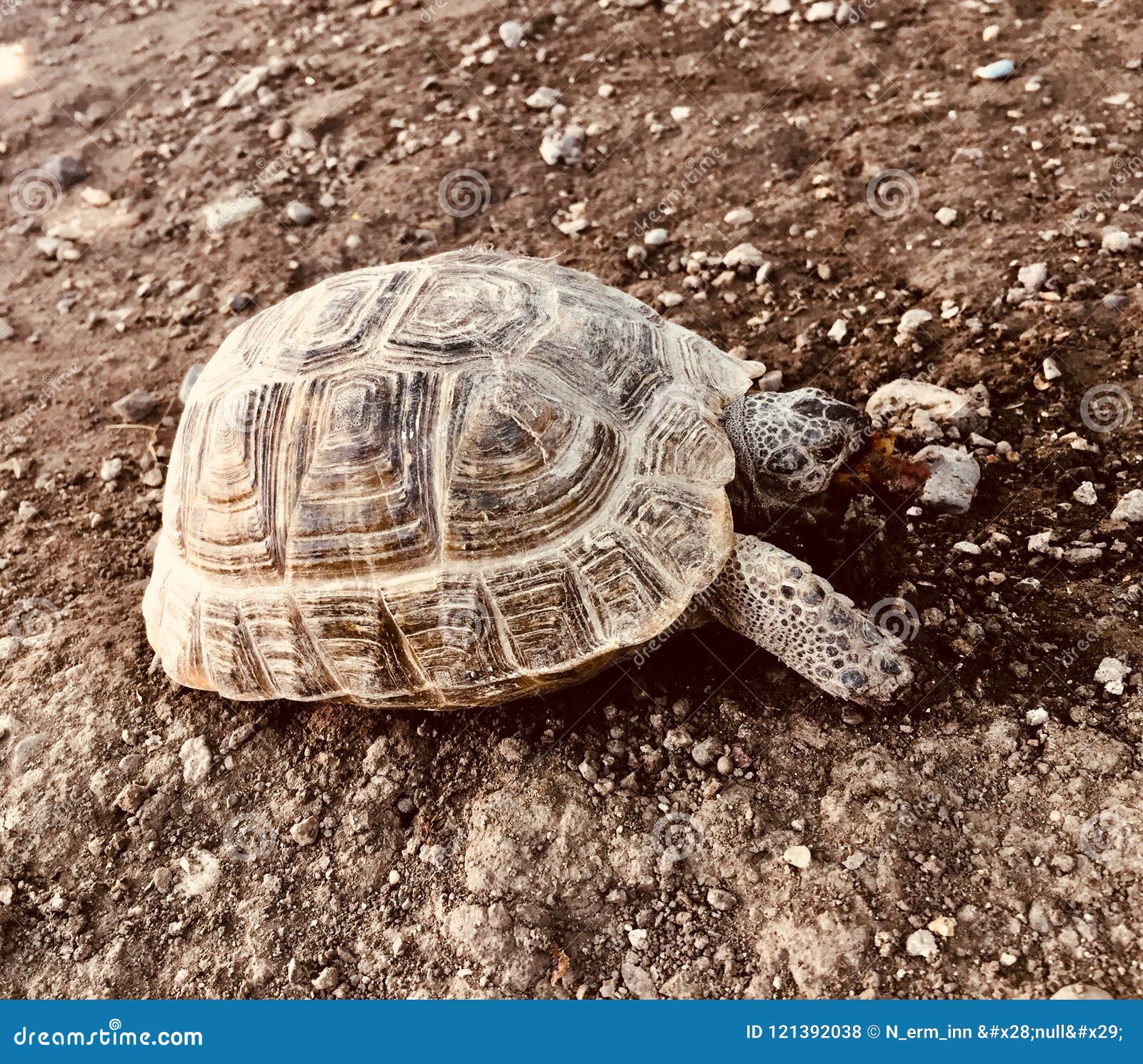 A little turtle stock photo. Image of tortoise, grey - 121392038