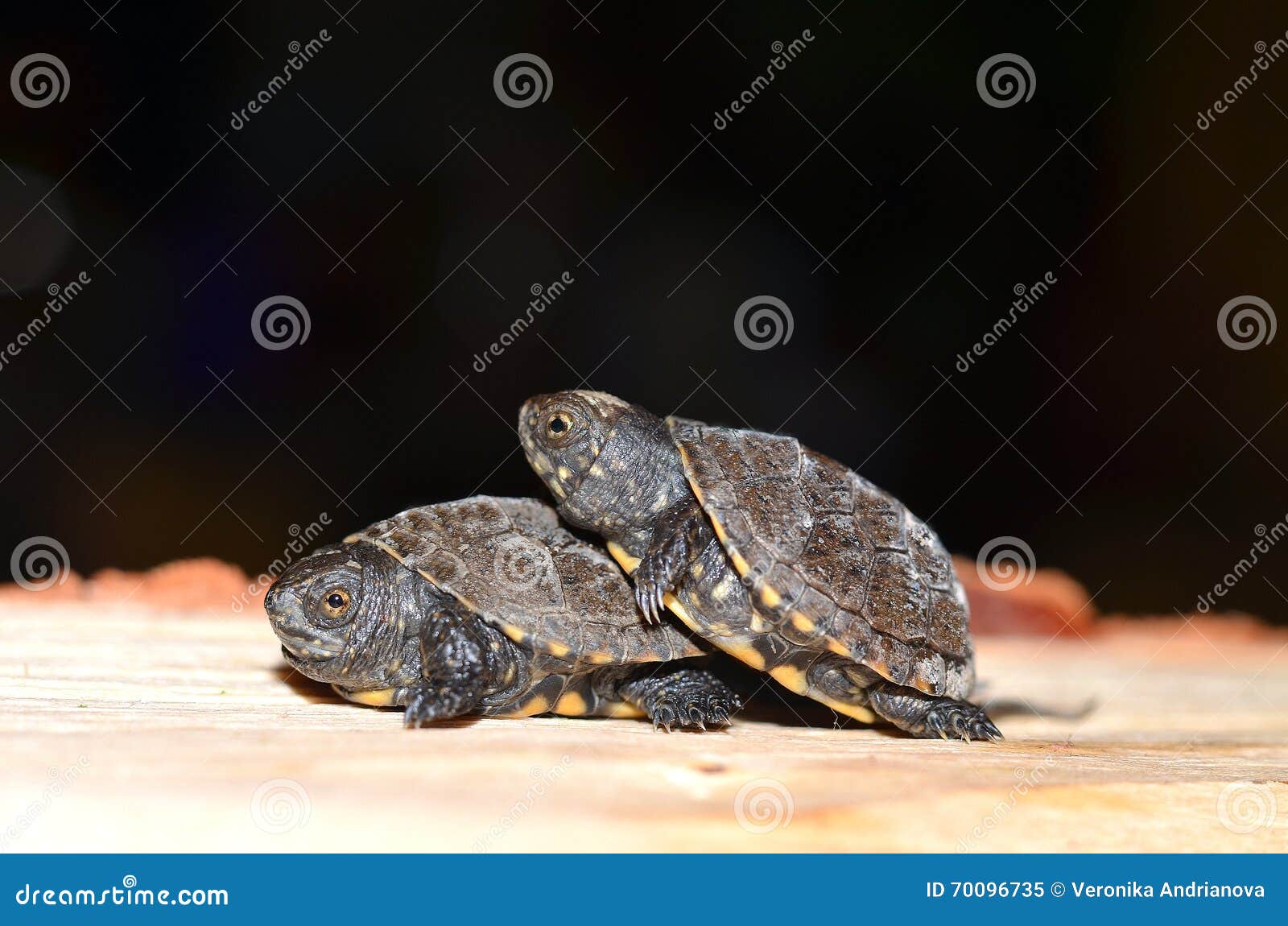 Little turtle stock image. Image of animals, turtle, springtime - 70096735