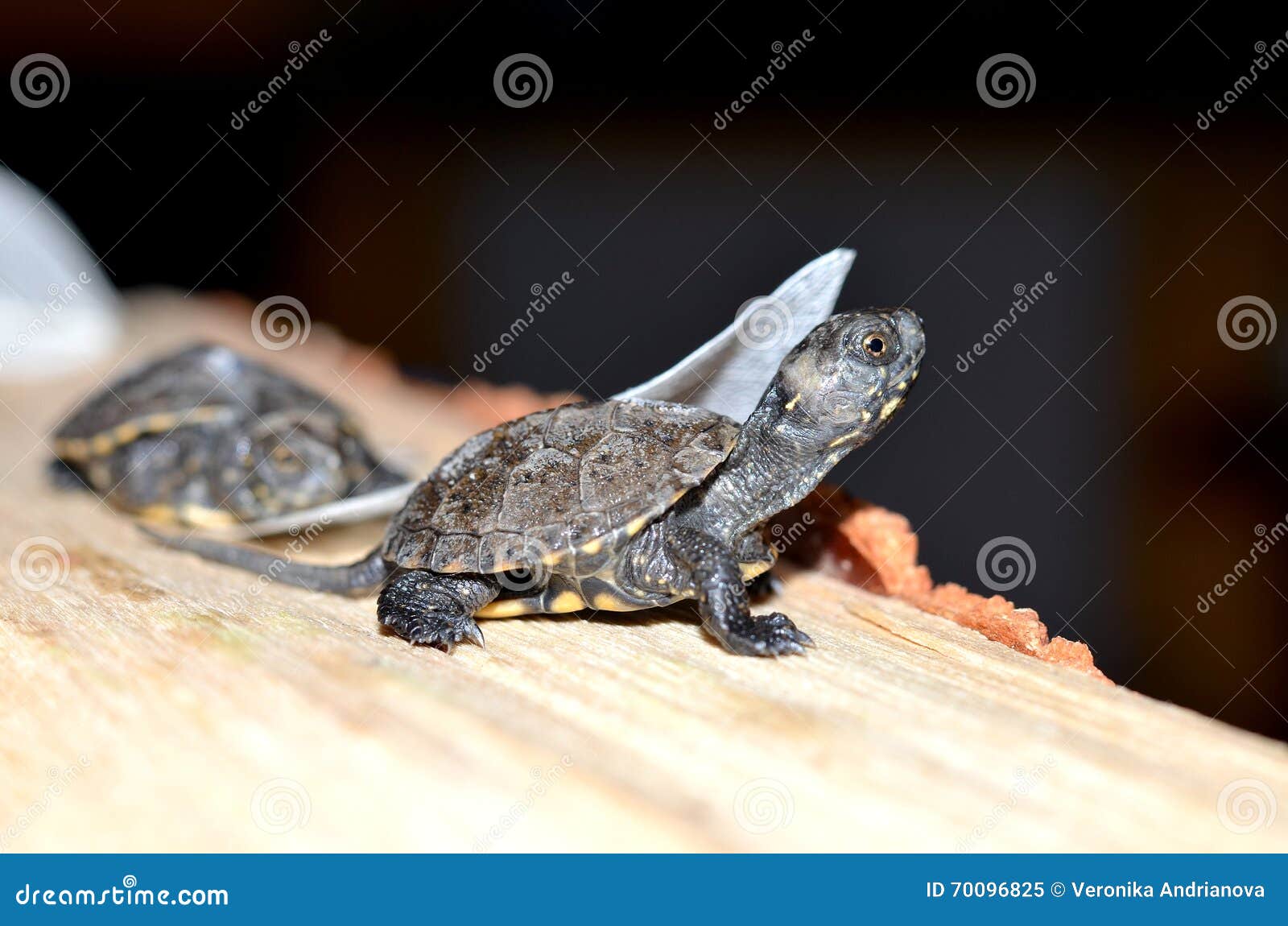 Little turtle stock image. Image of fauna, animal, agamidae - 70096825