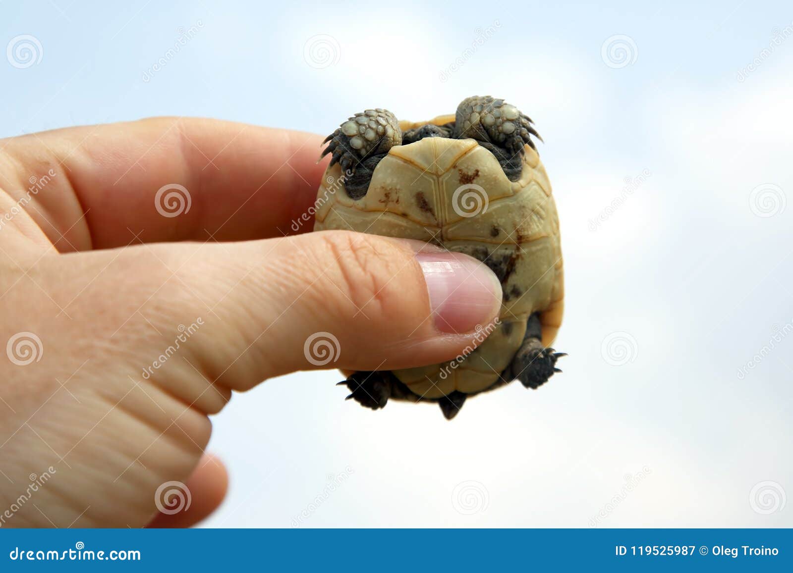 Little Turtle in a Man`s Hand Stock Image - Image of baby, ecology ...