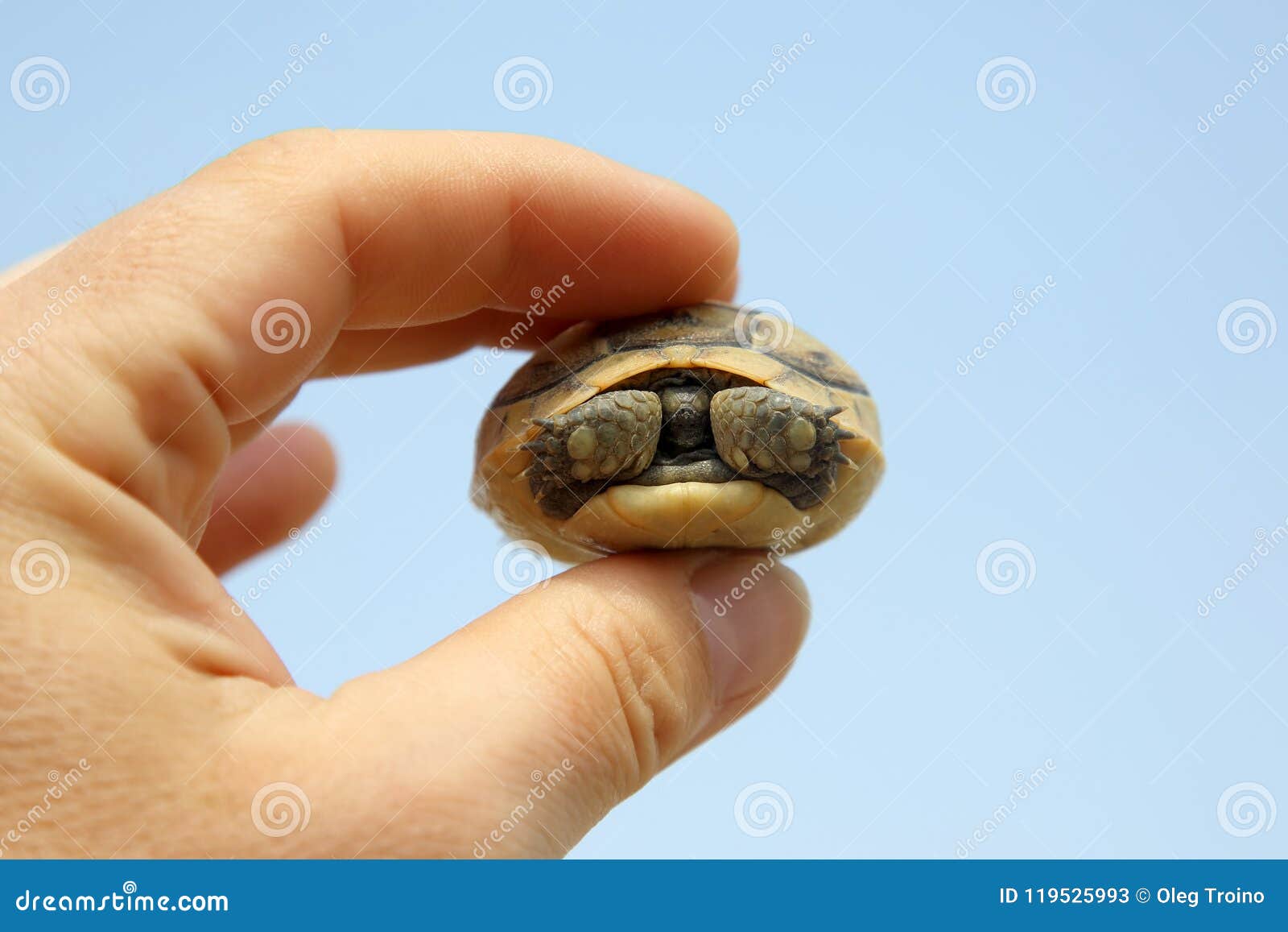Little Turtle in a Man`s Hand Stock Image - Image of little, turtle ...