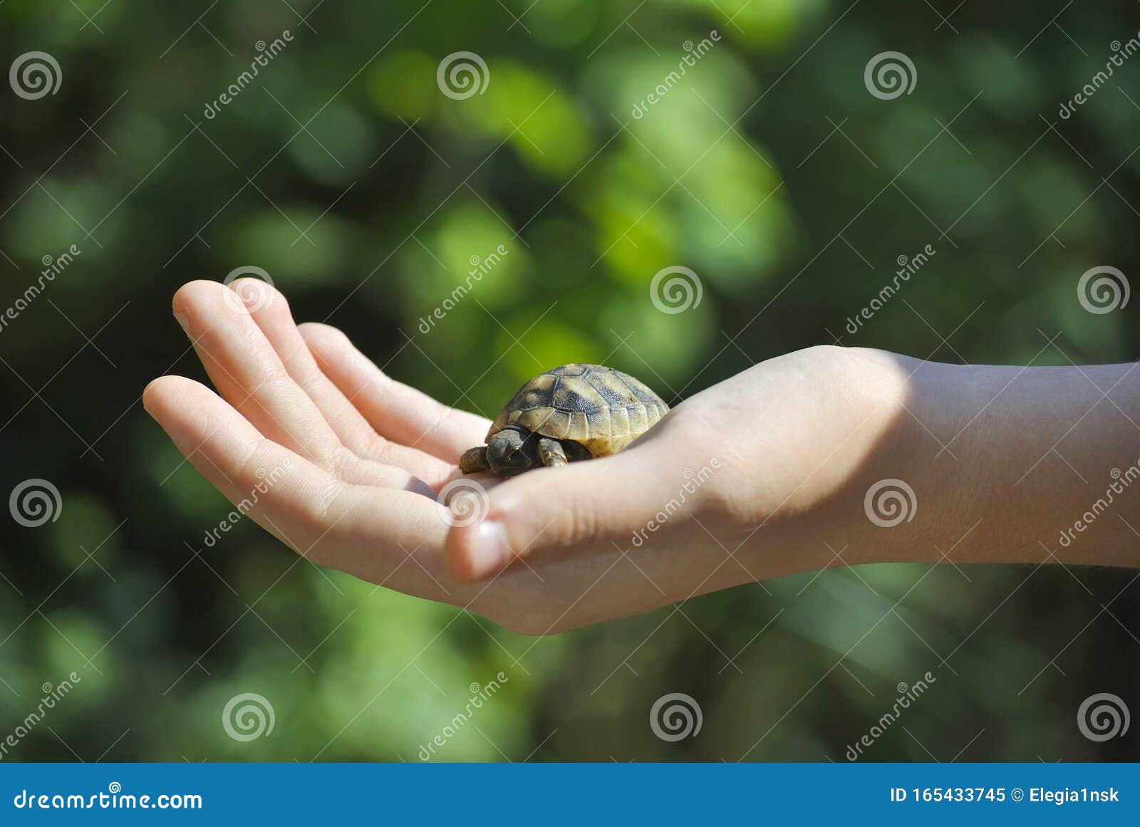 Little Turtle on the Palm of Girl Stock Image - Image of palm, turtle ...