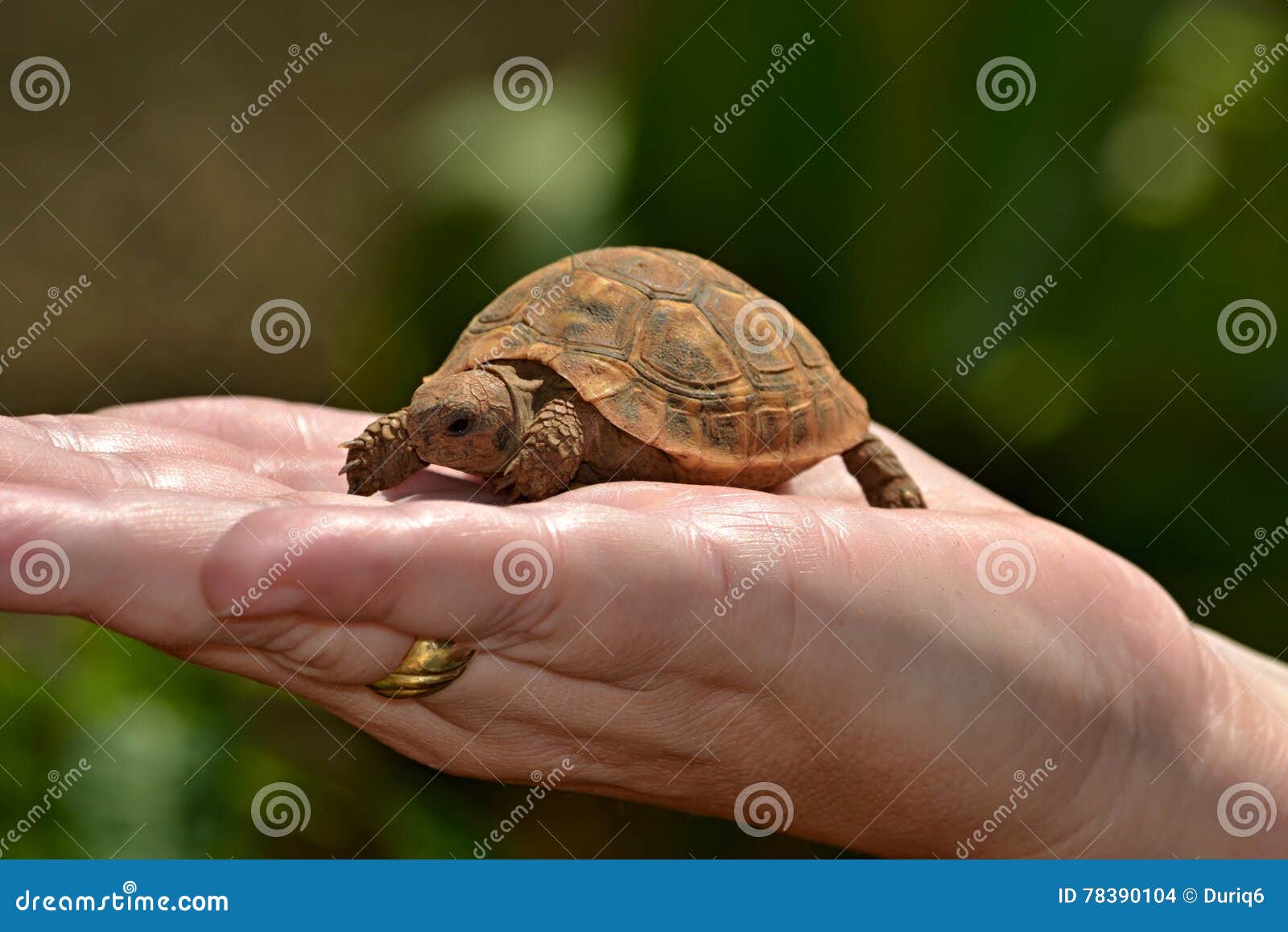 Little turtle stock photo. Image of nature, hand, armor - 78390104