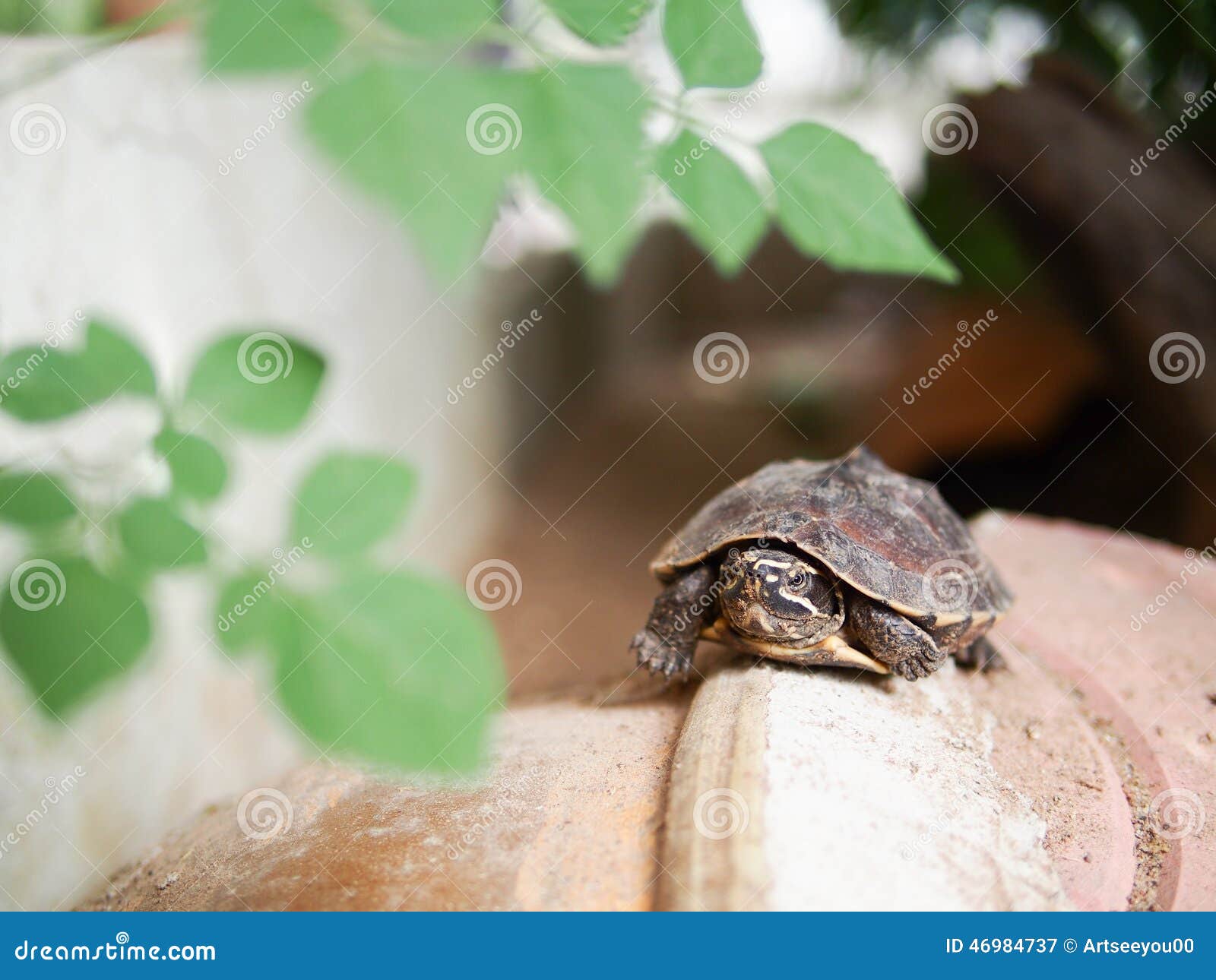 The Little Turtle Is Staring At The Camera, Thai Turtle Royalty-Free ...