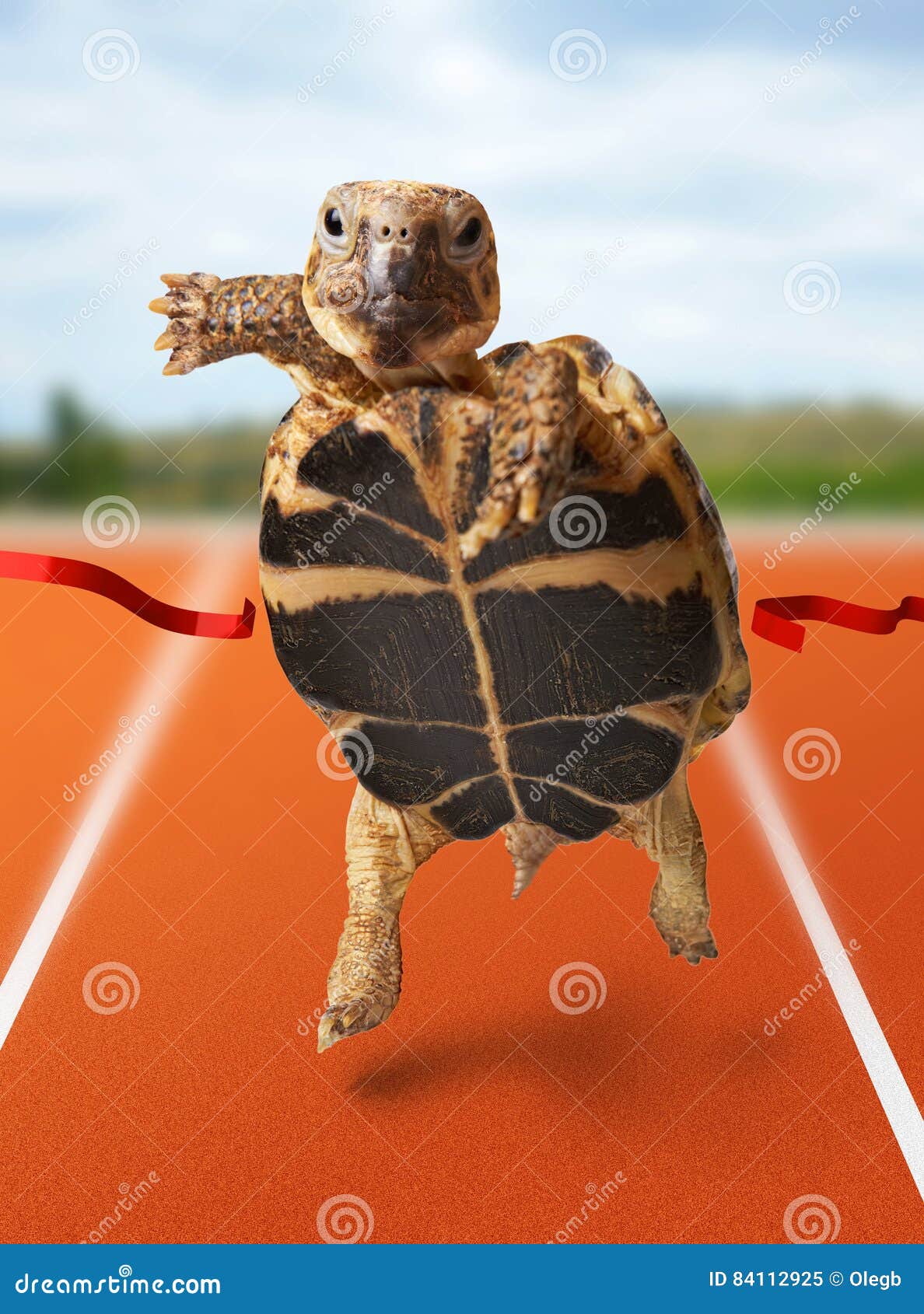 Little Turtle Runner Wins by Crossing the Finish Line Stock Image ...