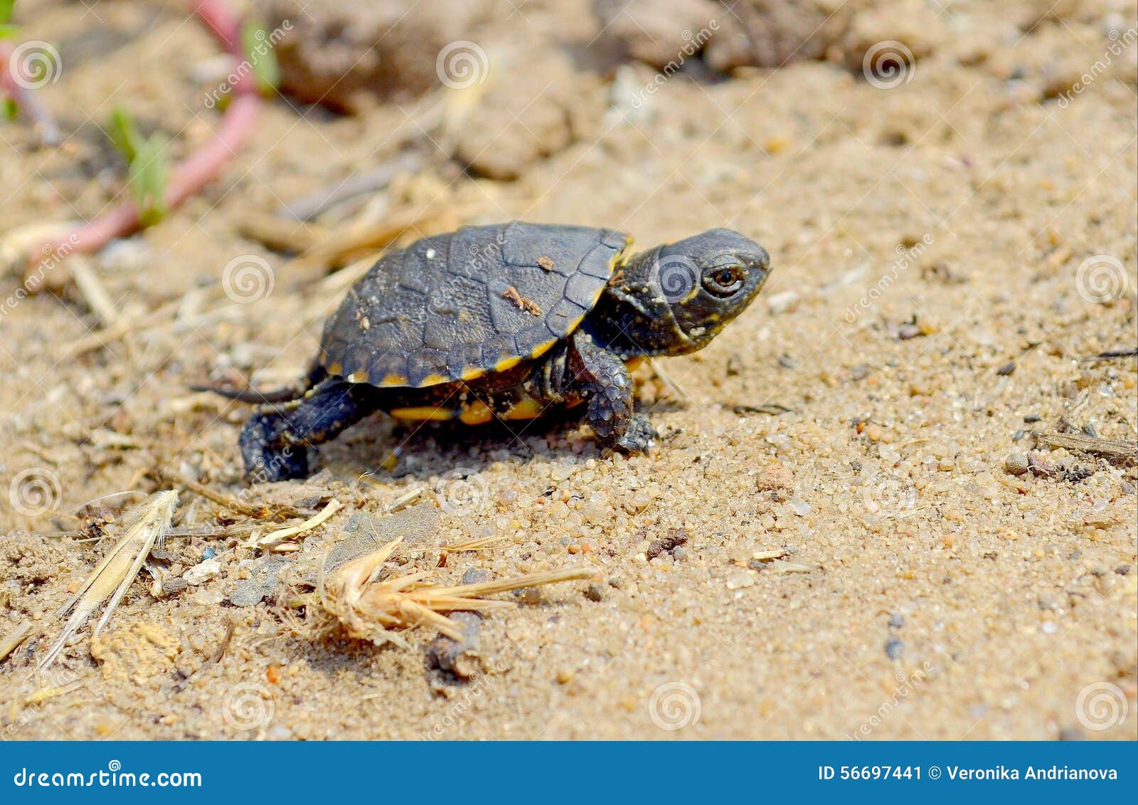 Little Turtle Running Across the Sand Stock Image - Image of climate ...