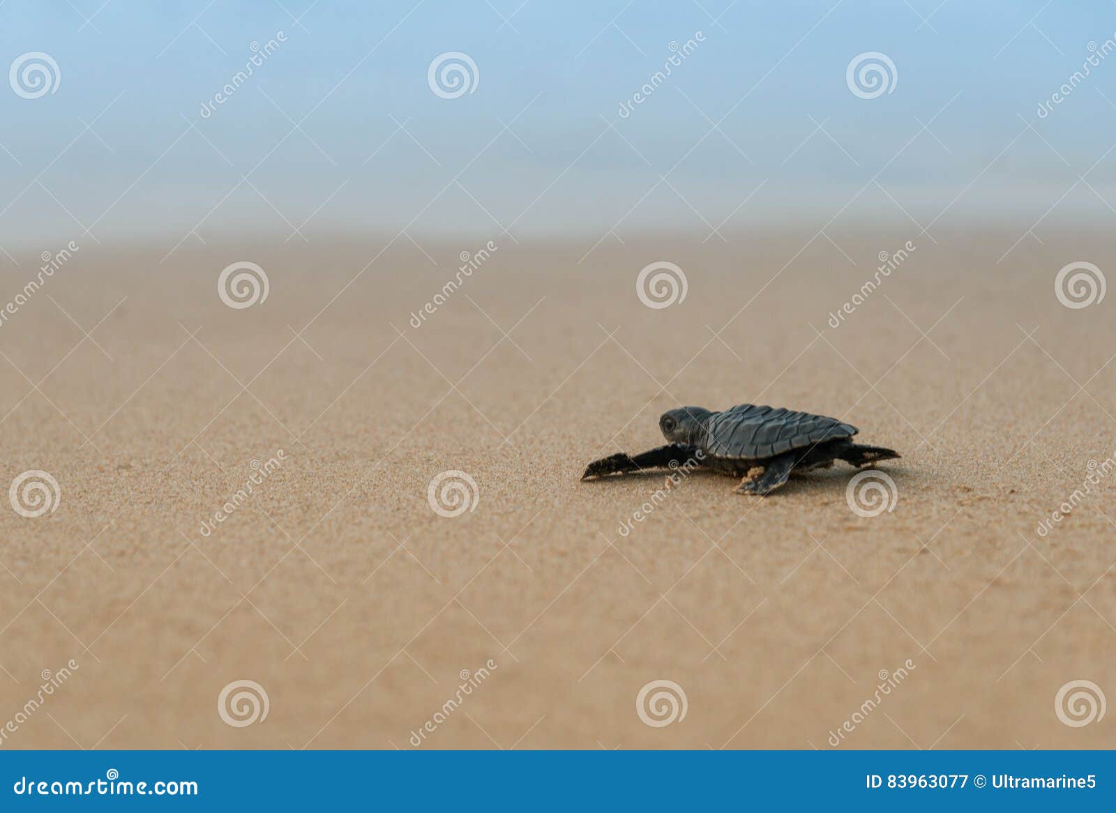 Little turtle stock image. Image of small, beach, wild - 83963077