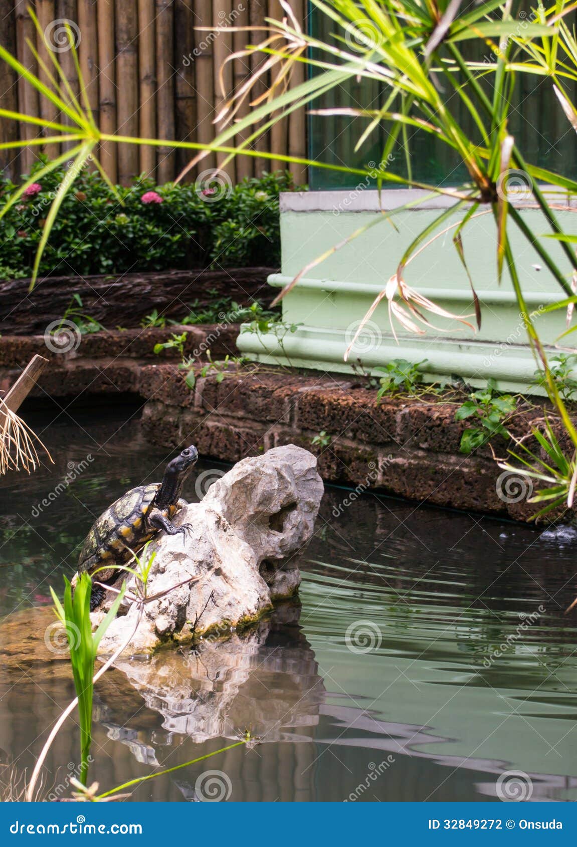 Little turtle stock photo. Image of tree, plant, natural - 32849272
