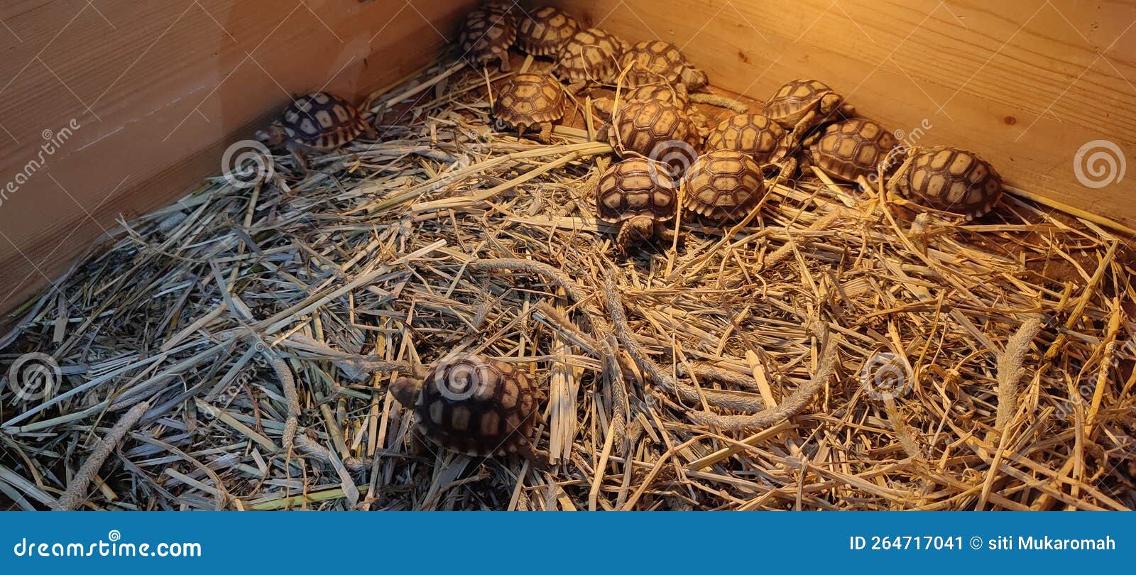 Little Turtle Sulcata in a Box Stock Image - Image of turtle, sulcata ...
