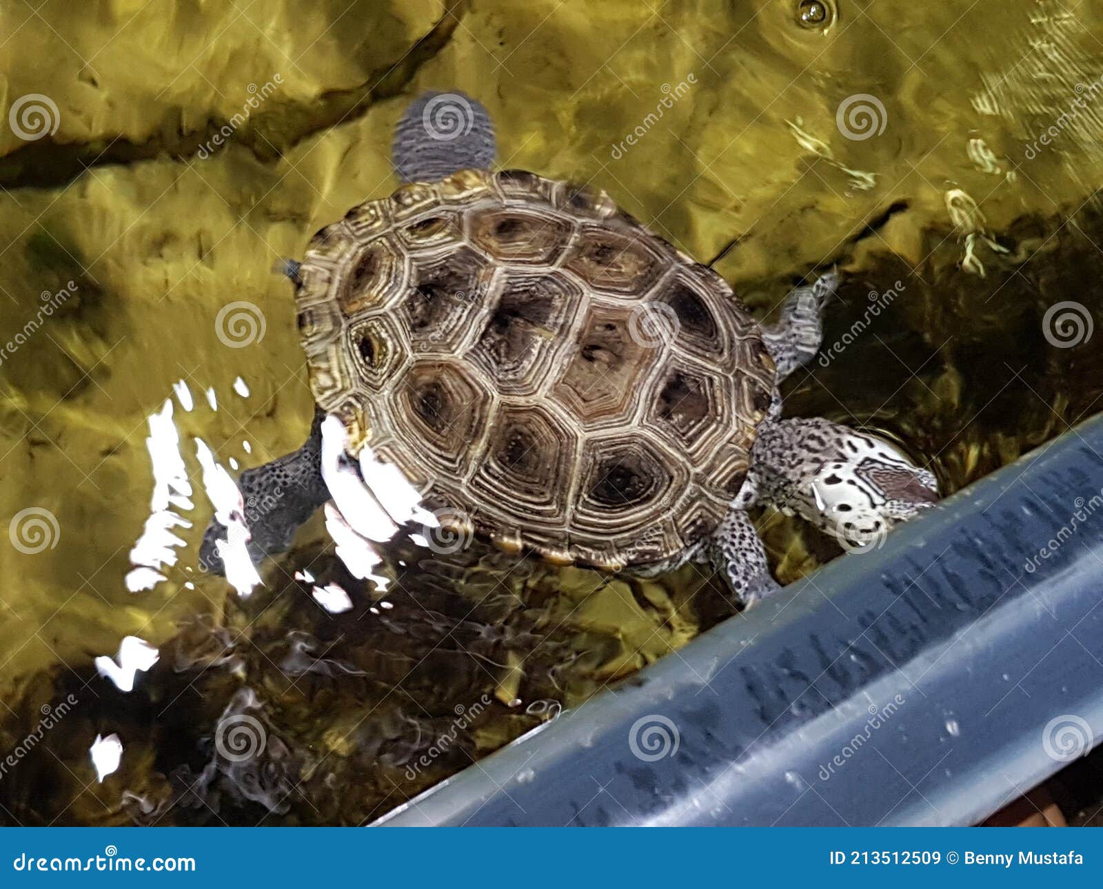 Little Turtle swimming stock image. Image of swimming - 213512509