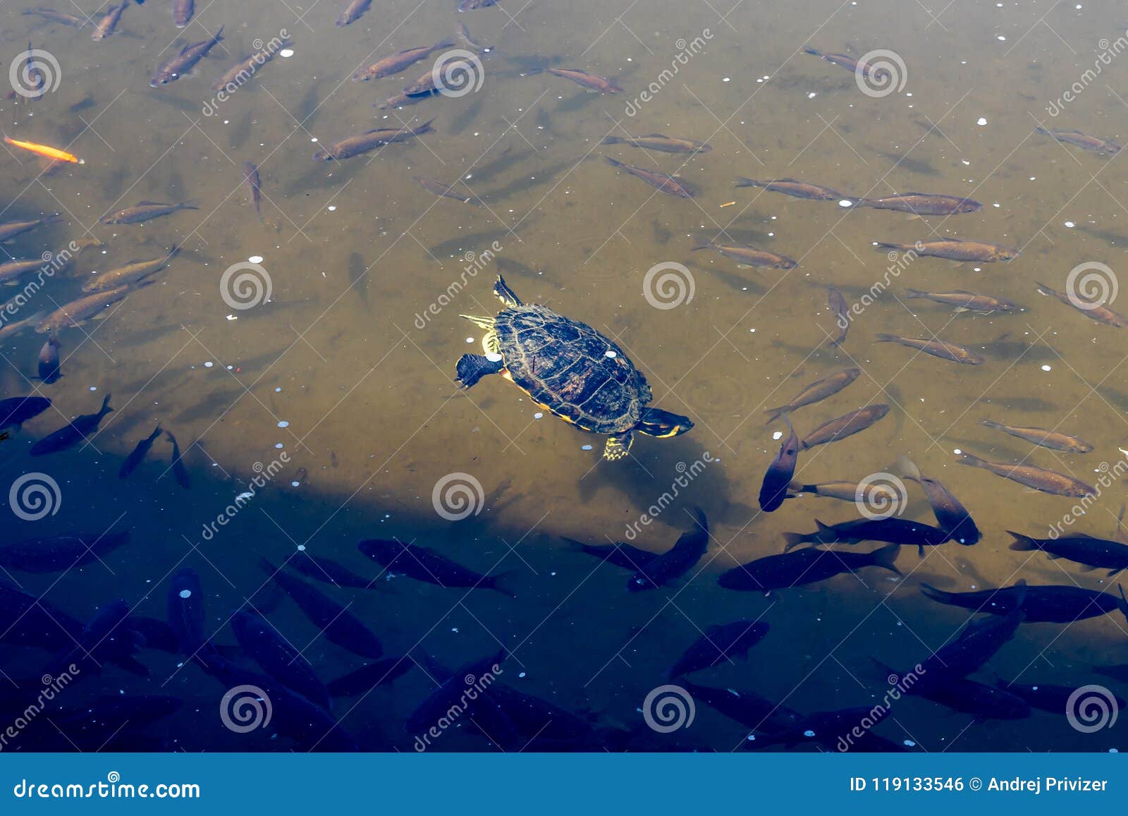 Little Turtle Swimming among Fish Stock Photo - Image of resting ...