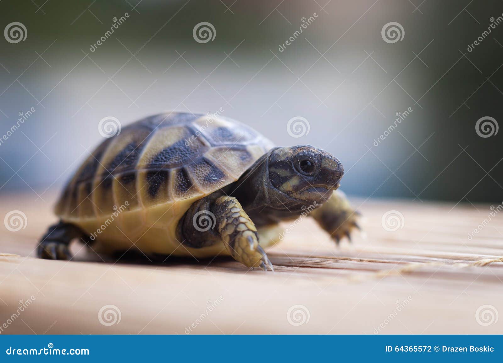 Little turtle walk ahead stock photo. Image of endangered - 64365572