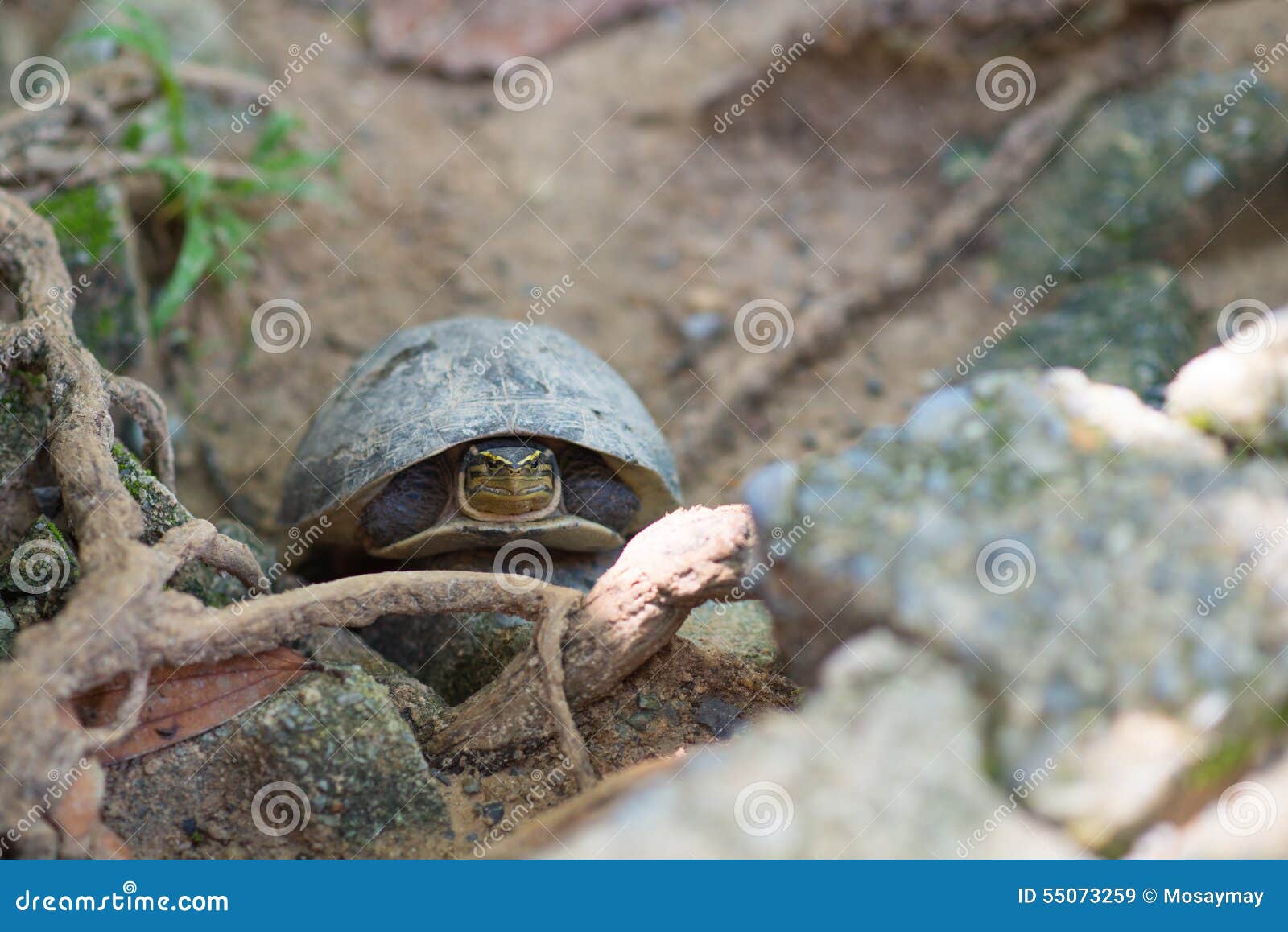 Little turtle is walking stock image. Image of walk, turtle - 55073259