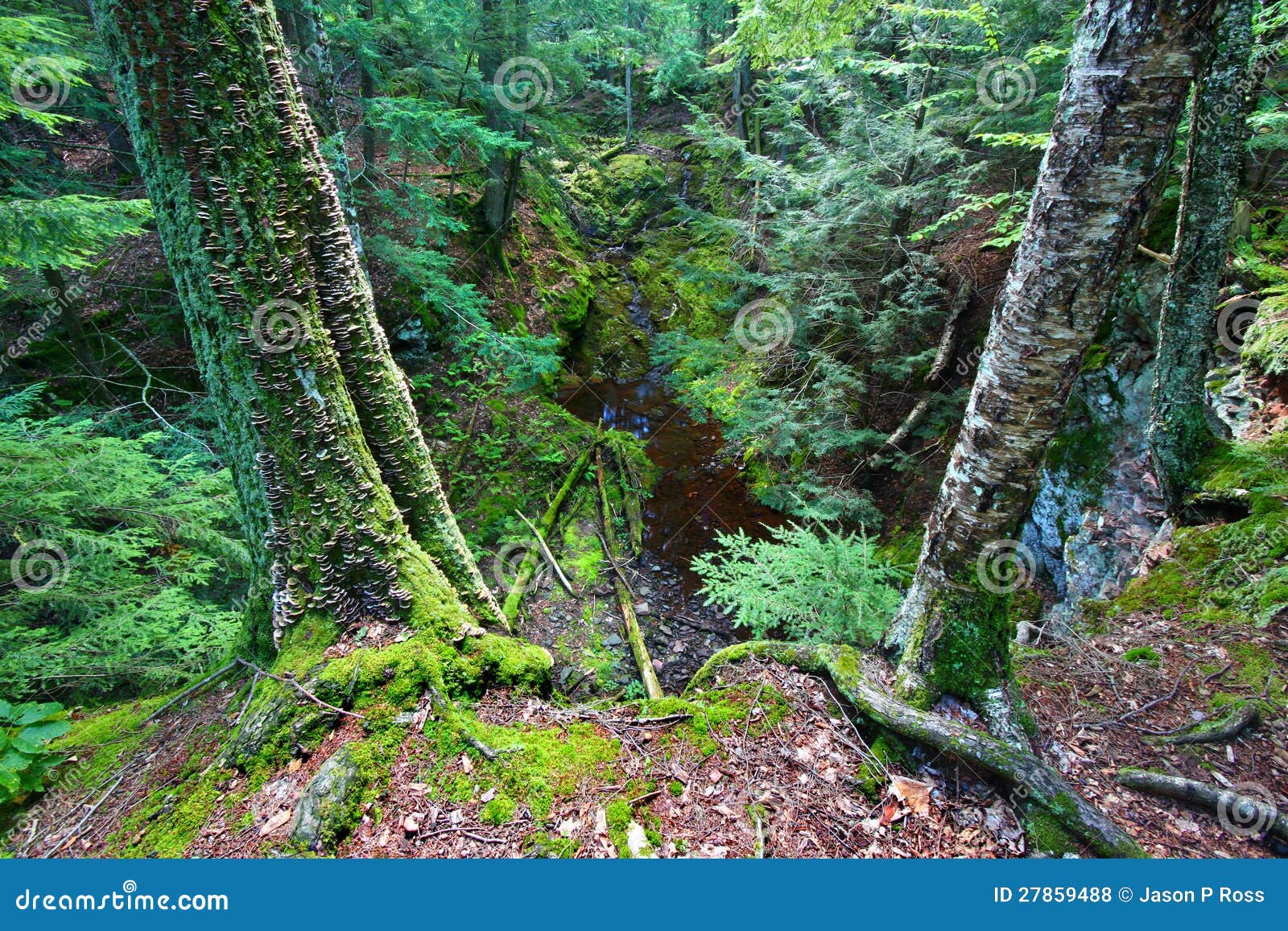 Little Union River Gorge Michigan Stock Photo - Image of creek ...