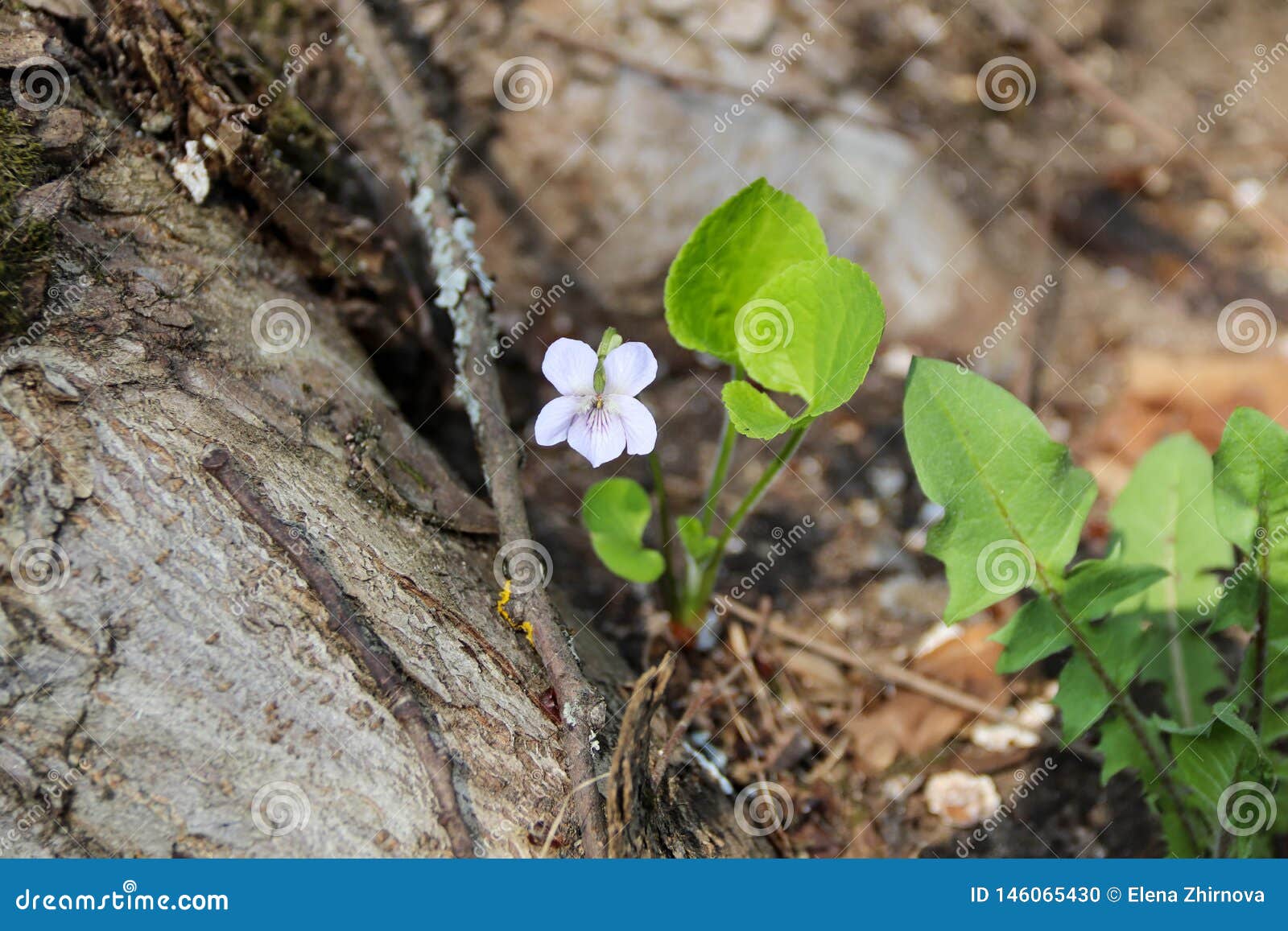 Little Violet in the Spring Forest Stock Photo - Image of violet, blue ...