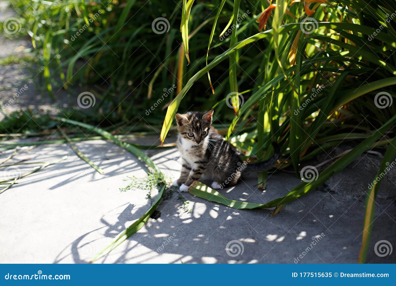 Little Walking Kitten in Green Grass in Spring Stock Image - Image of ...