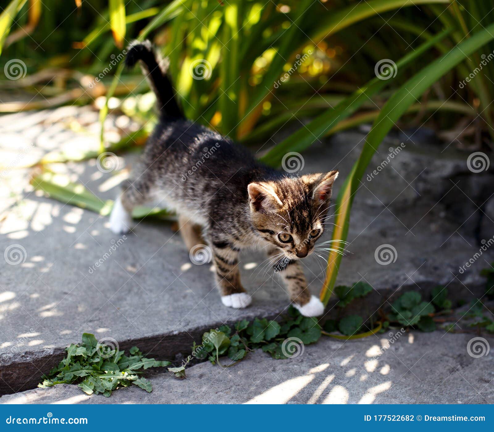 Little Walking Kitten in Green Grass in Spring Stock Photo - Image of ...