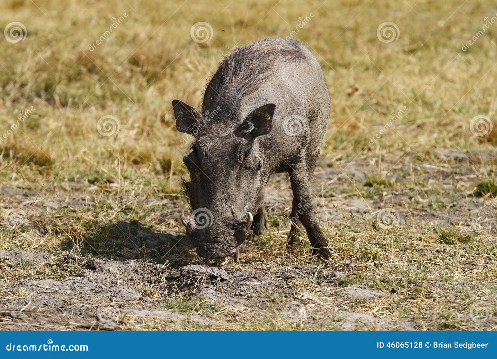Little Wart Hog stock photo. Image of mammal, little - 46065128
