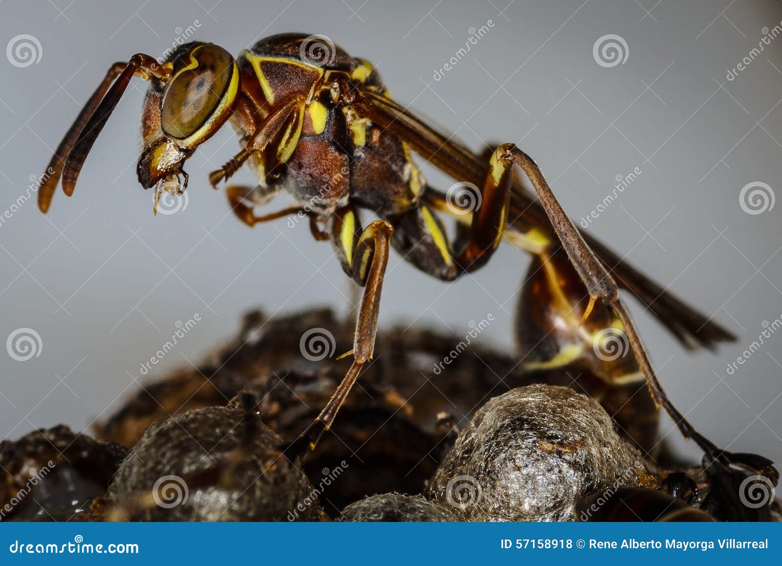 Little wasp stock photo. Image of scary, sting, insect - 57158918