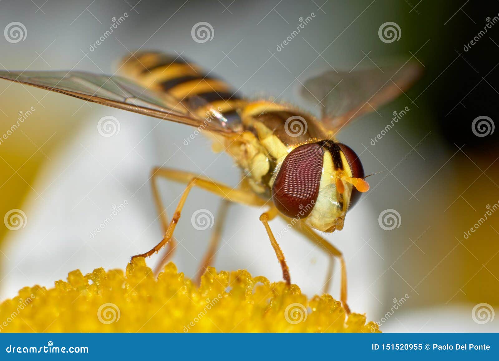 Cute Little Wasp Stock Photos - Download 50 Royalty Free Photos