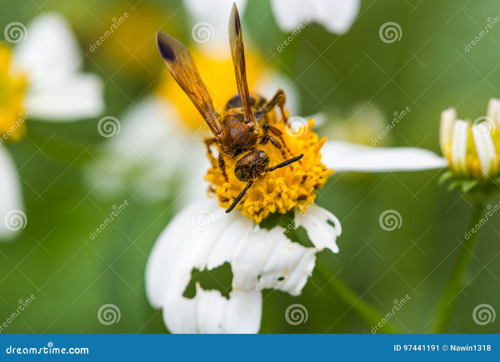 Little Wasp on a Wild Flower Stock Image - Image of wild, great: 97441191