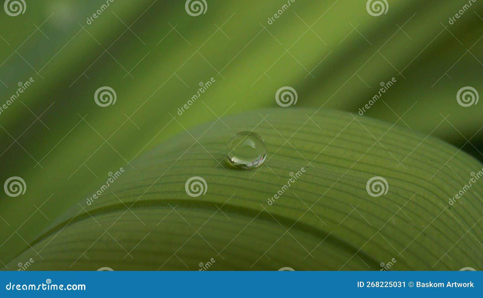 Little Water Drop on the Leaves Stock Image - Image of drop, little ...
