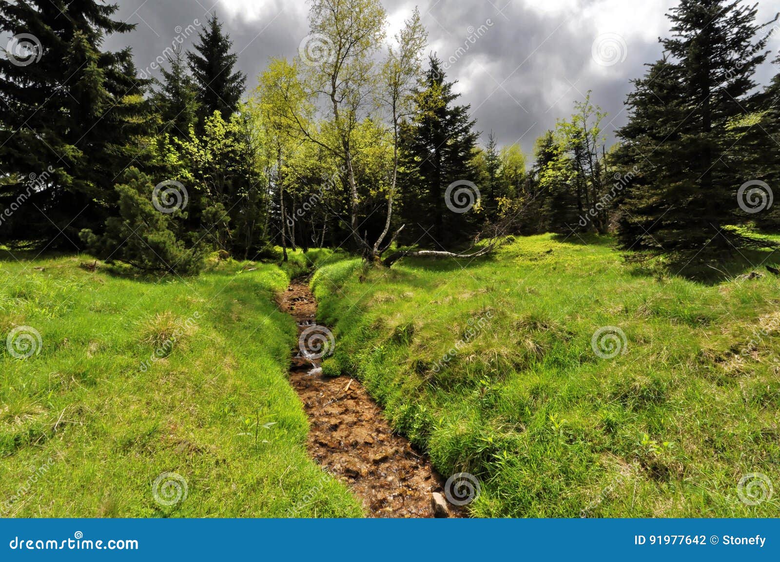 Little Water Flows in the Stream Stock Photo - Image of environment ...