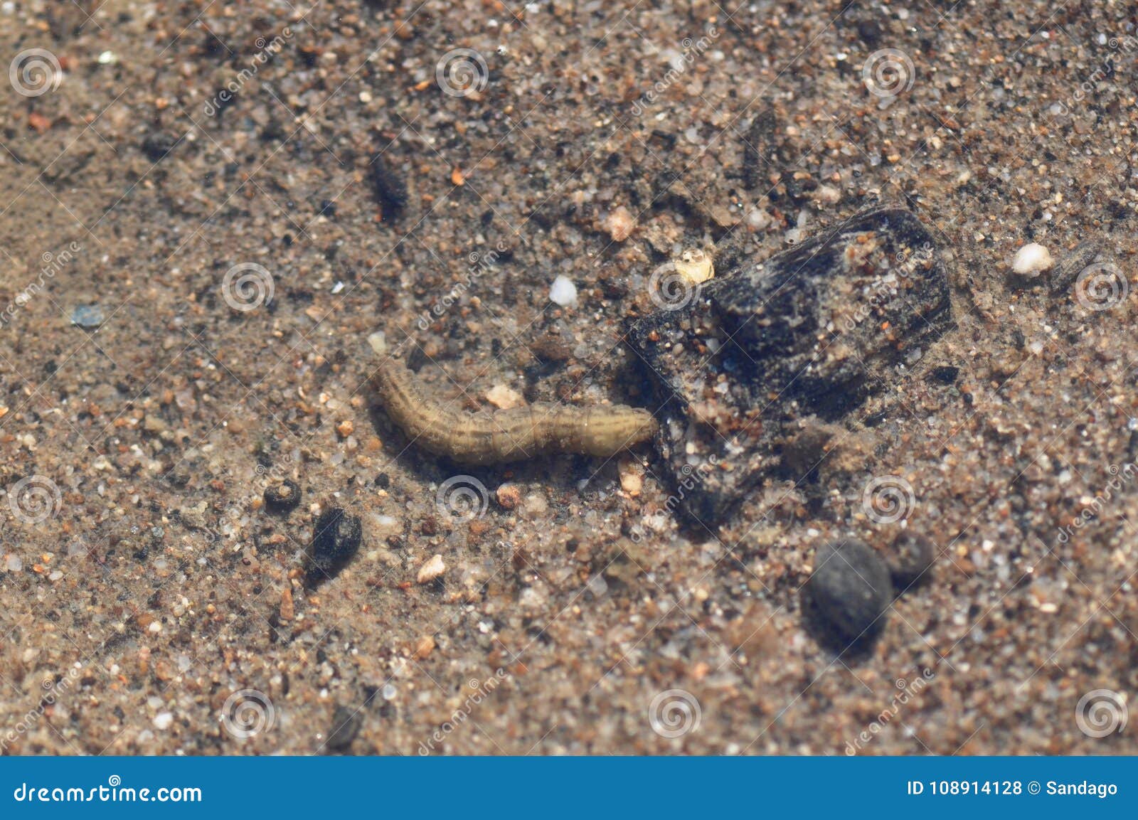 Water worm stock photo. Image of lies, beautiful, europe - 108914128
