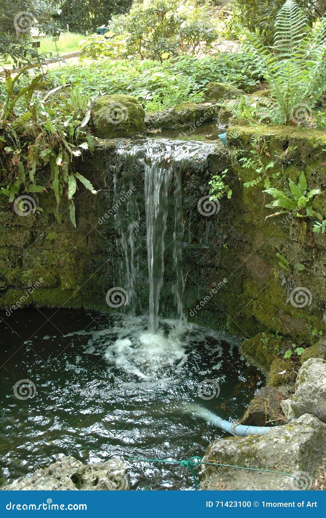 Little waterfall stock photo. Image of little, ferns - 71423100