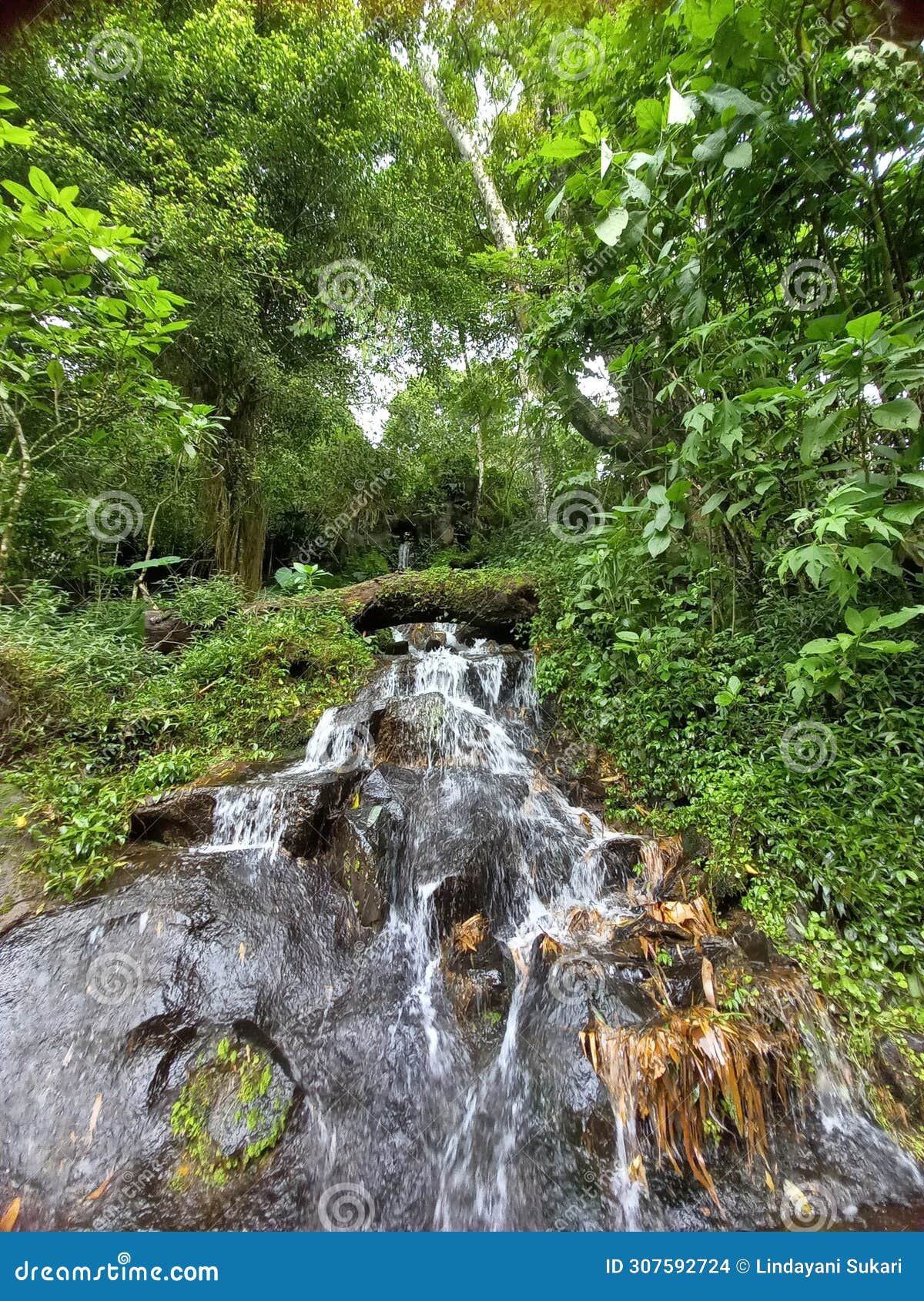 Little Waterfall in the Rain Forest Cross the Road Stock Photo - Image ...