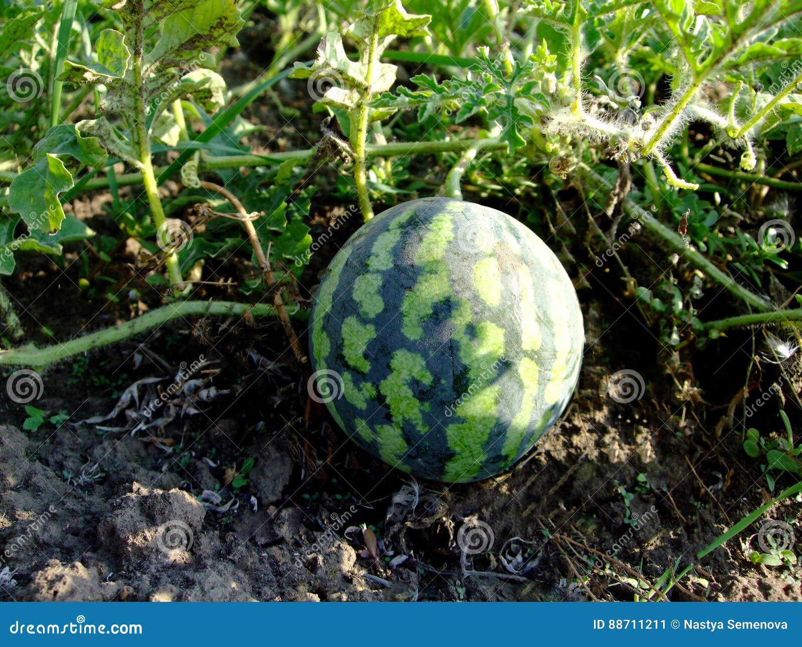 Little Watermelon Grows in the Garden Stock Image - Image of bright ...