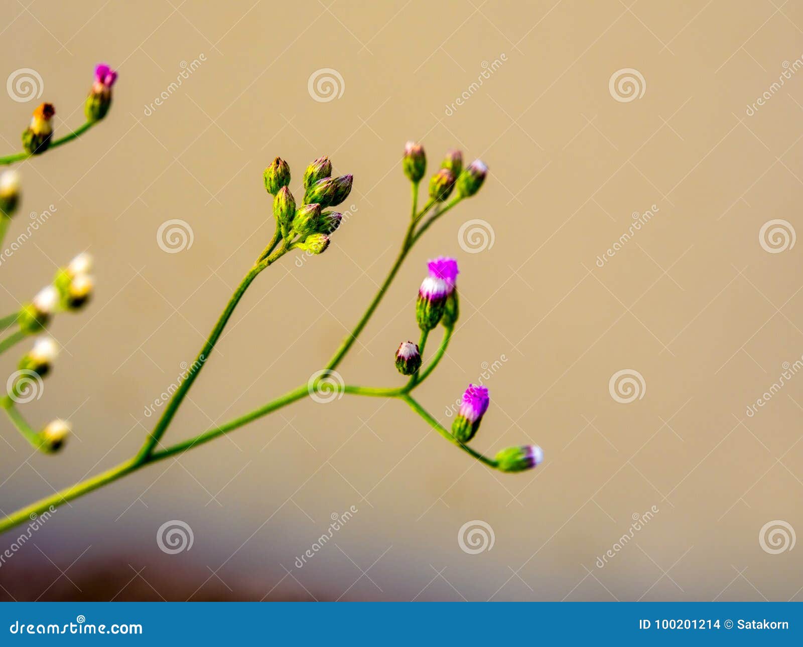Little Weed Flower in the Morning Light Stock Photo - Image of wild ...