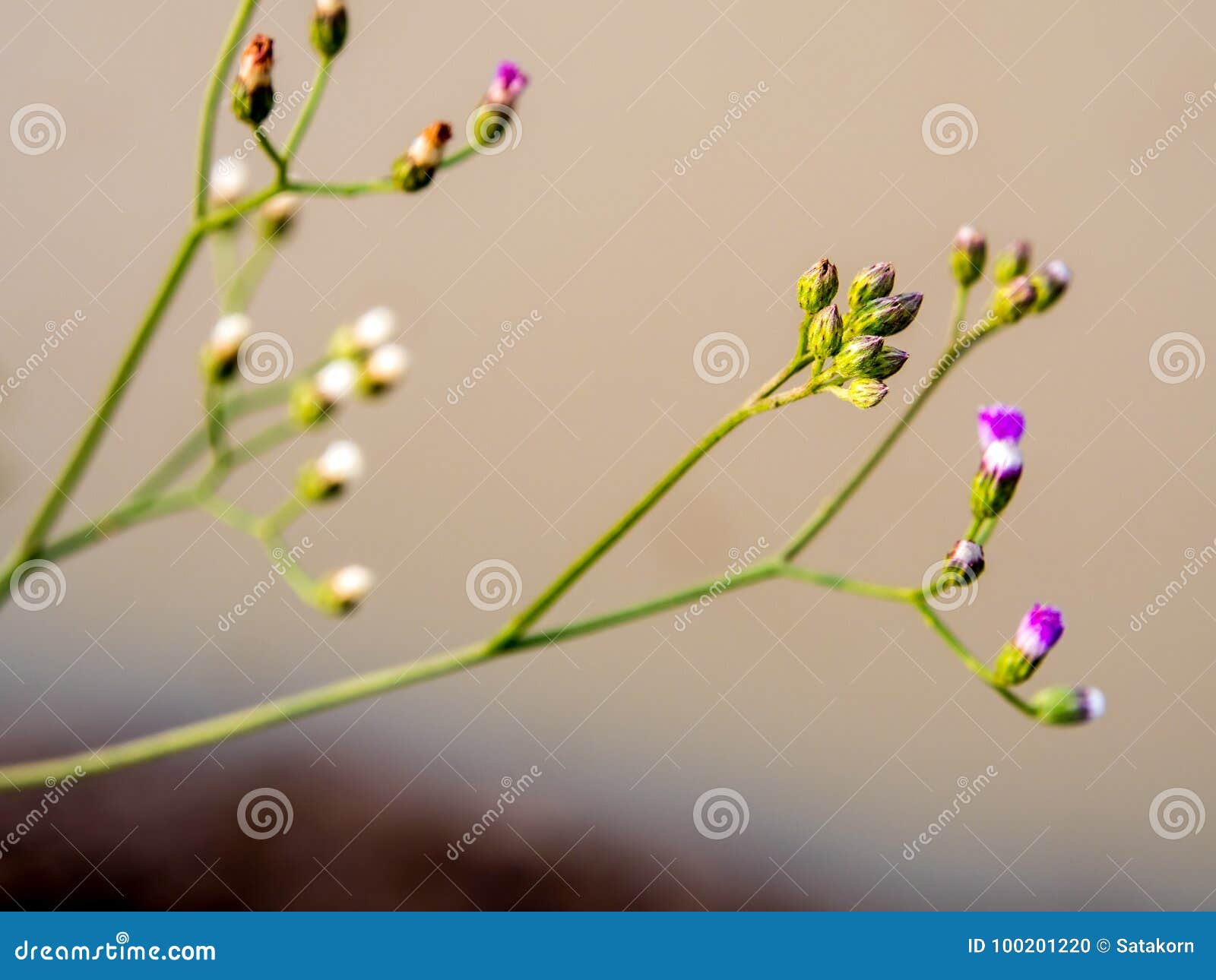Little Weed Flower in the Morning Light Stock Photo - Image of fresh ...