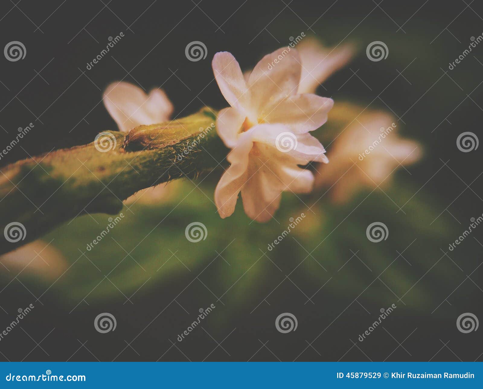 Little weed flowers stock image. Image of weed, macro - 45879529