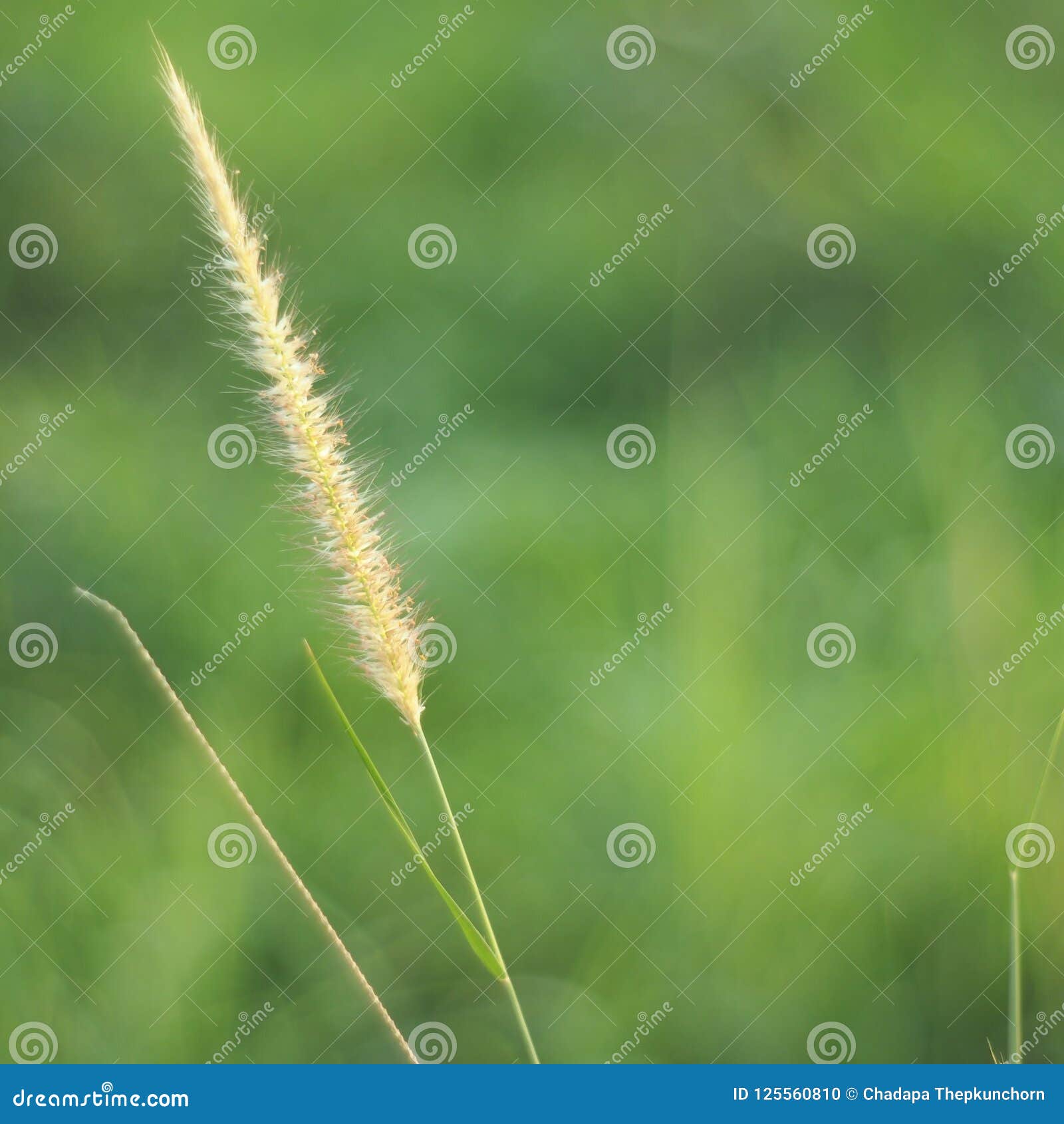 Weed stock photo. Image of foliage, field, little, natures - 125560810
