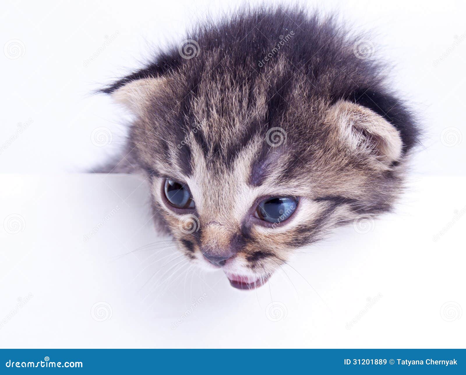 Little 2 weeks old kitten stock image. Image of posing - 31201889