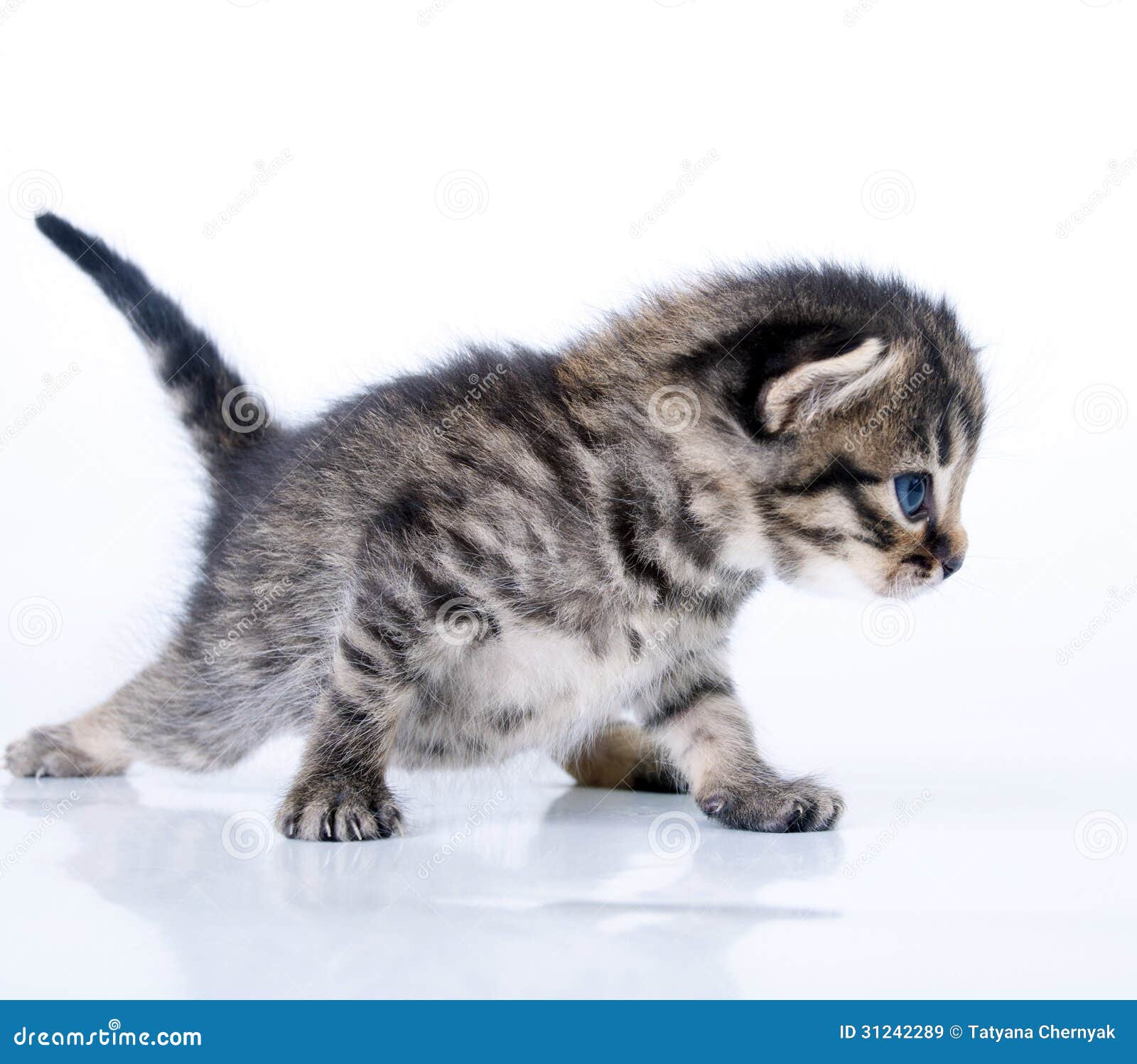 Little 2 weeks old kitten stock image. Image of small - 31242289