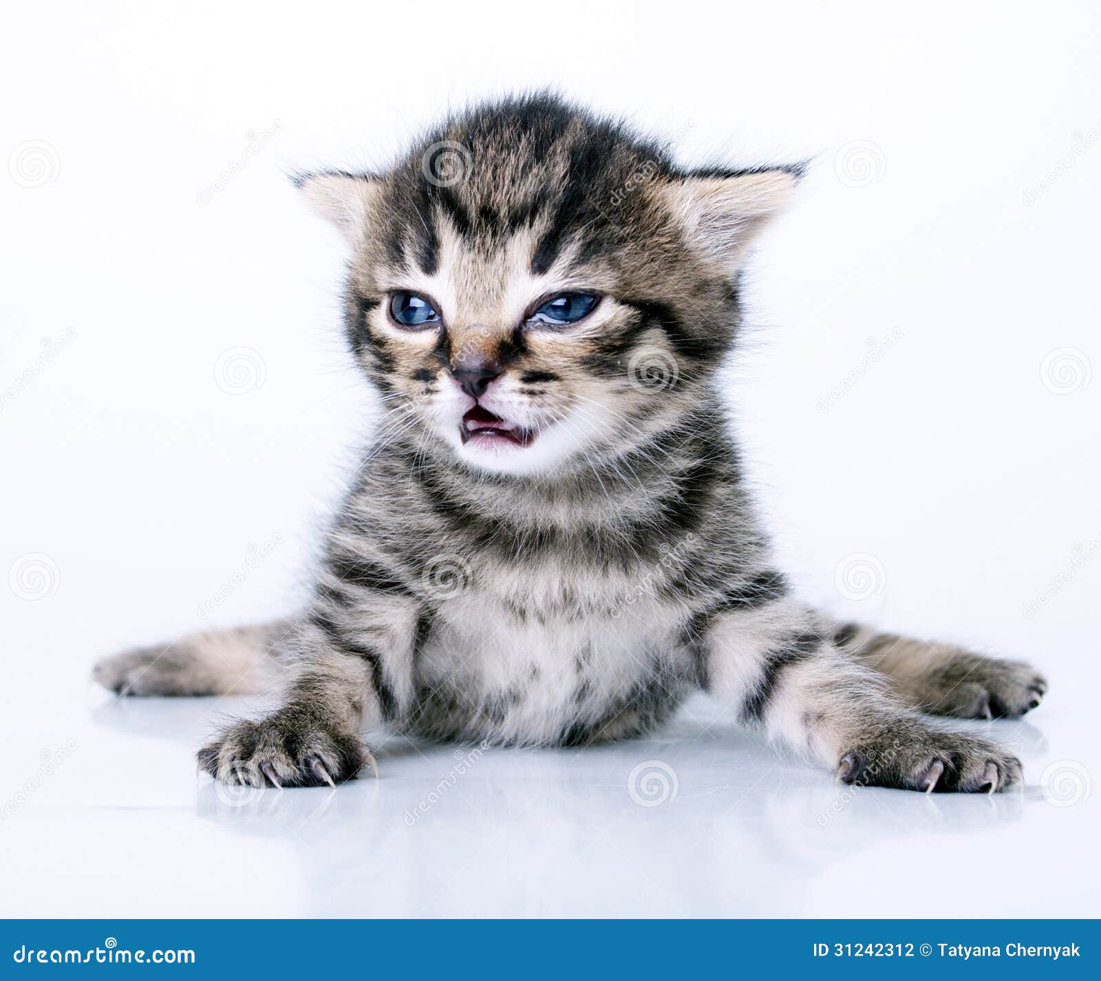 Little 2 weeks old kitten stock photo. Image of tabby - 31242312
