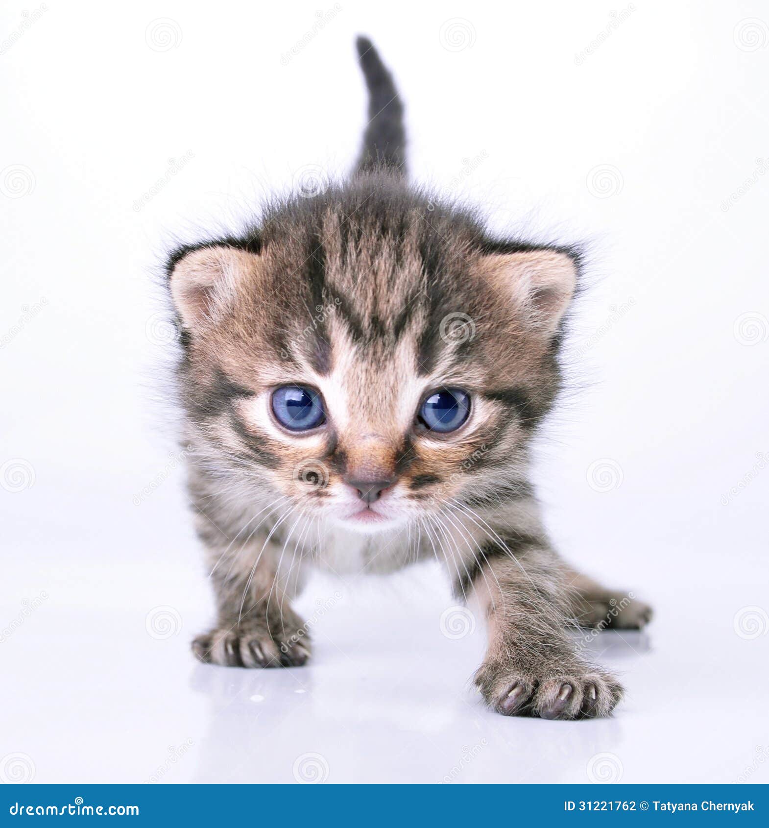 Little 2 weeks old kitten stock photo. Image of days - 31221762