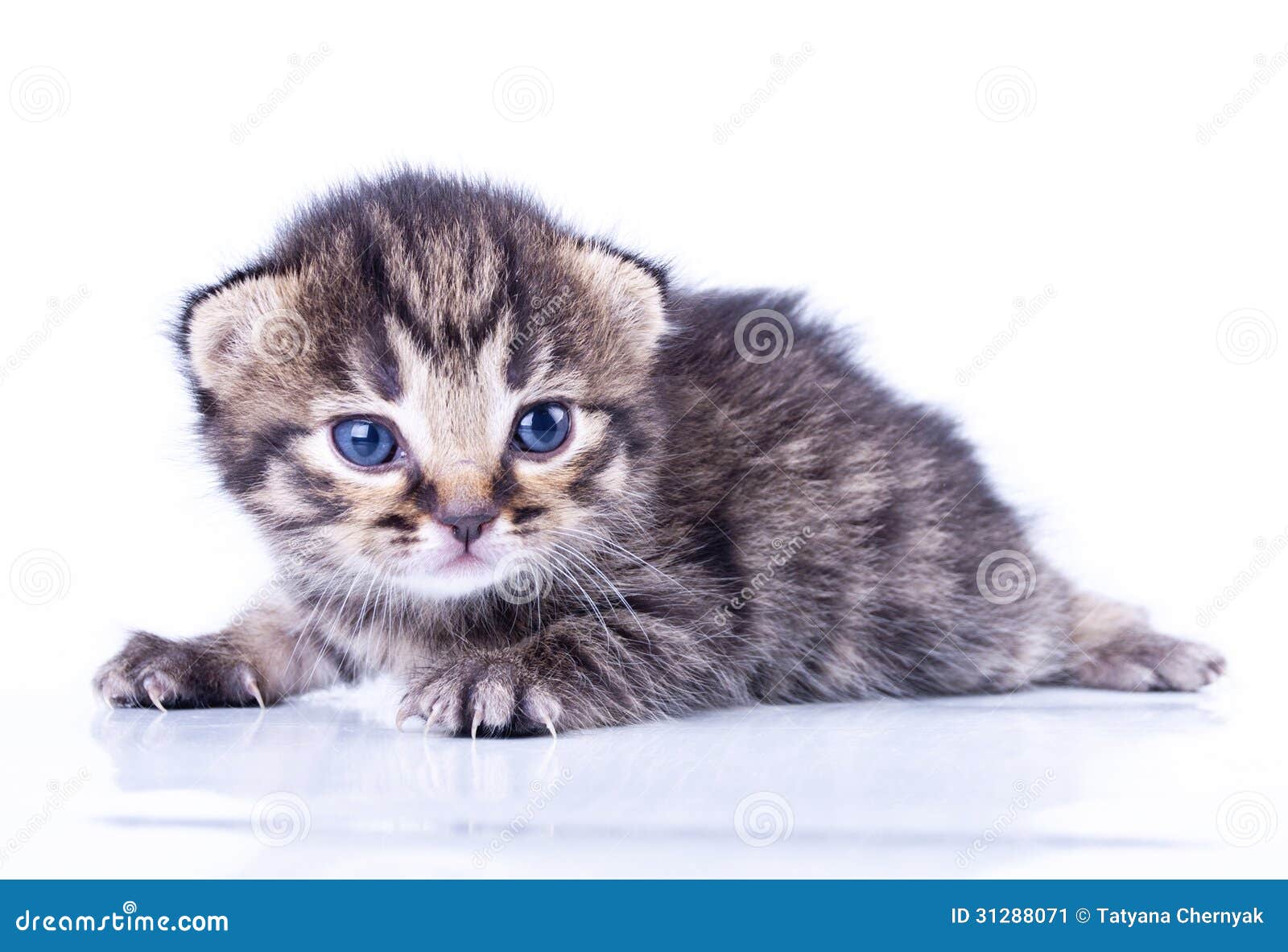 Little 2 weeks old kitten stock image. Image of fluffy - 31288071