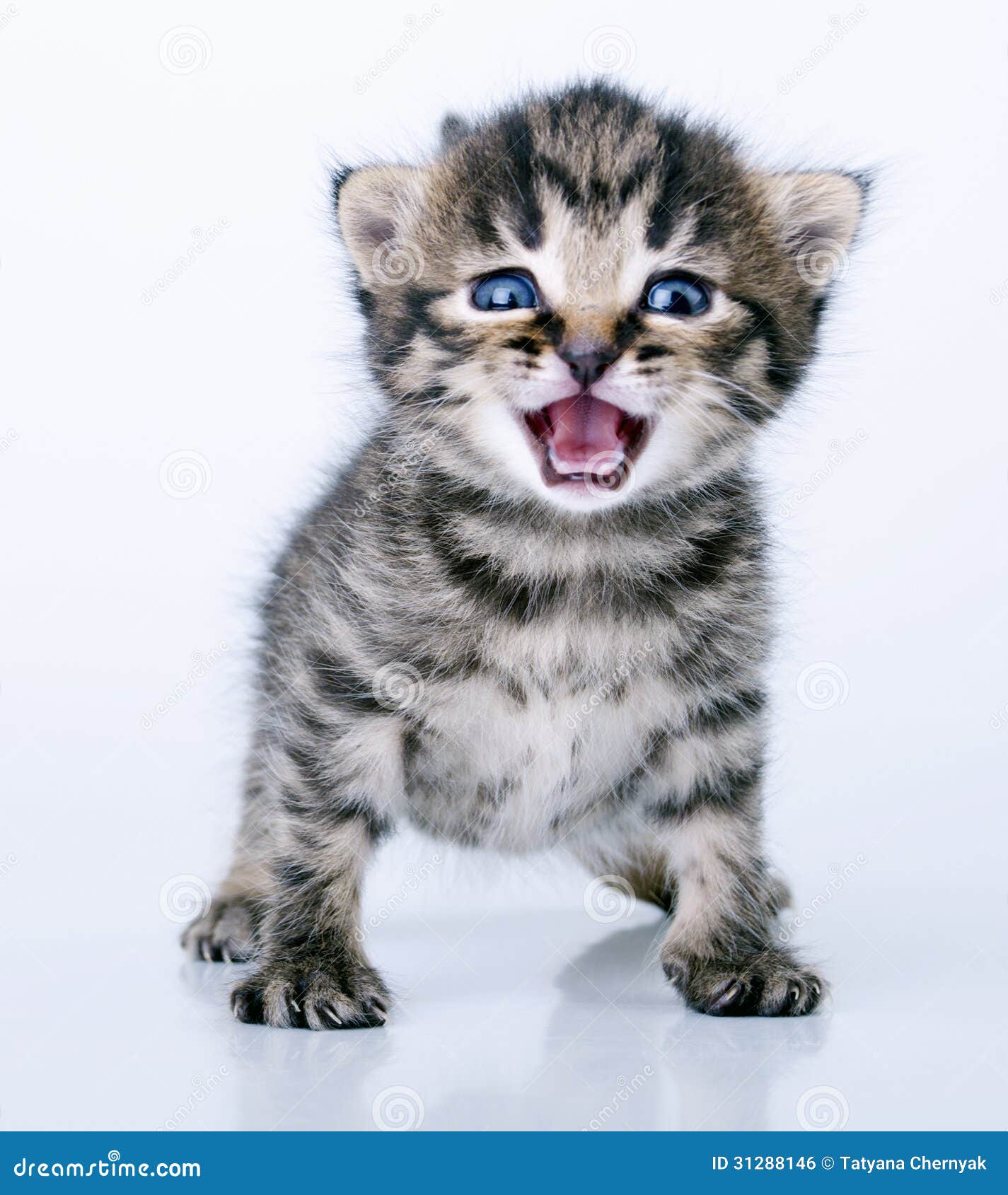 Little 2 weeks old kitten stock photo. Image of head - 31288146